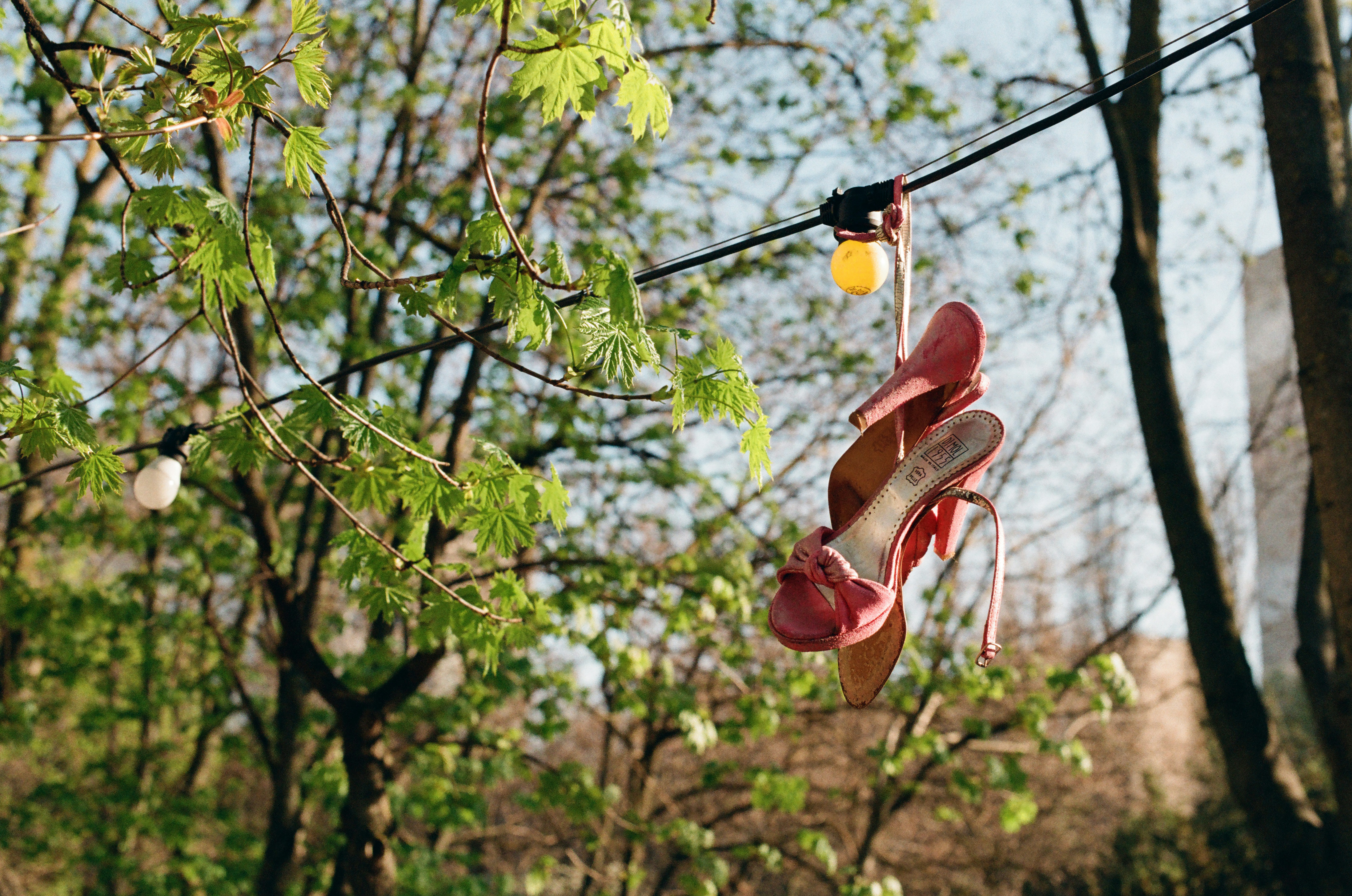 The Last Dance A pair of pink high heels dangle on a string of lights amidst budding spring leaves—like an unfinished story paused mid-scene. The juxtaposition of elegance and the wild, everyday randomness of urban nature sparks a whimsical, nostalgic air.