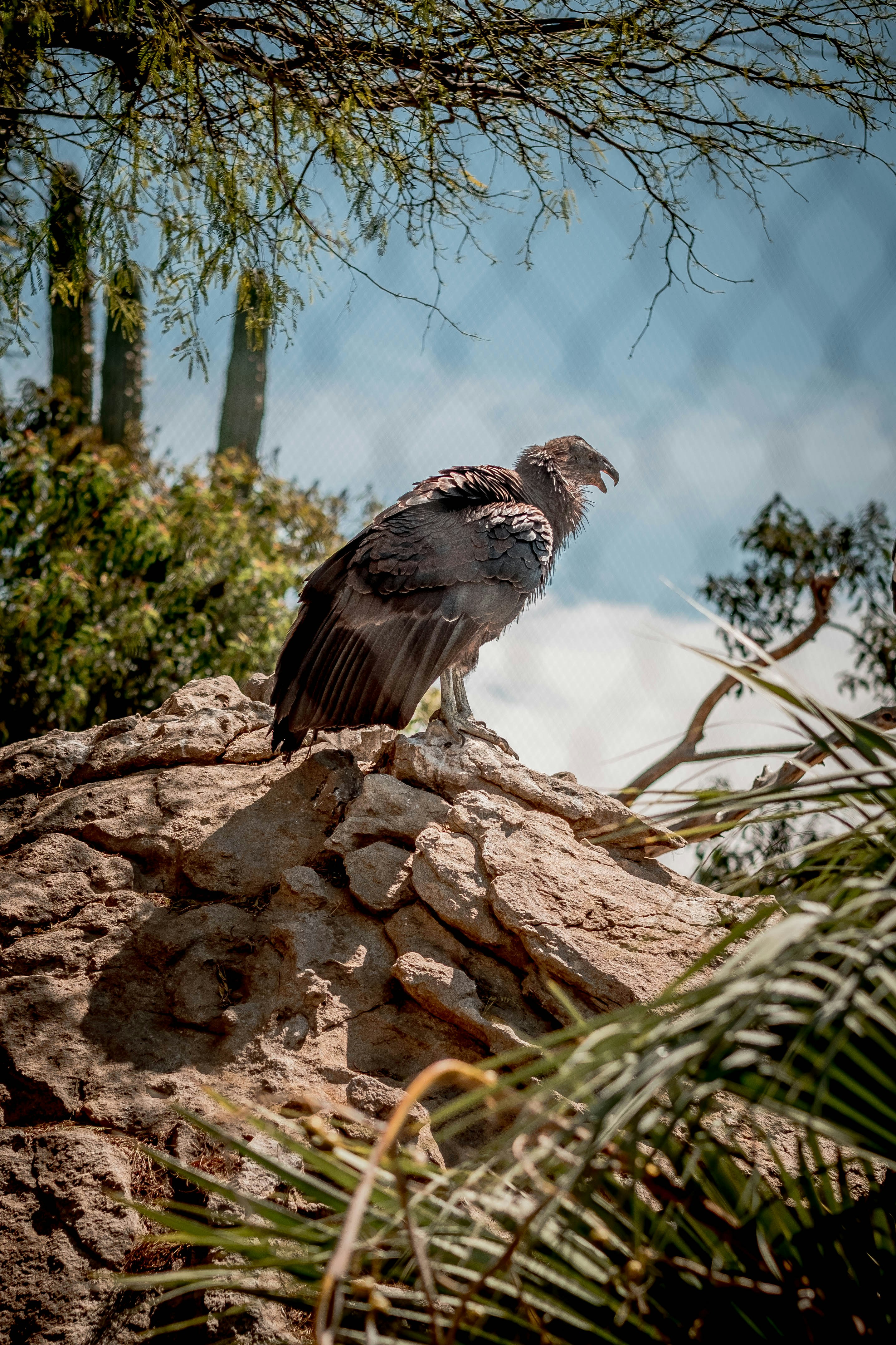 Stone Sentinel: A Vulture Perches on Weathered Ridge