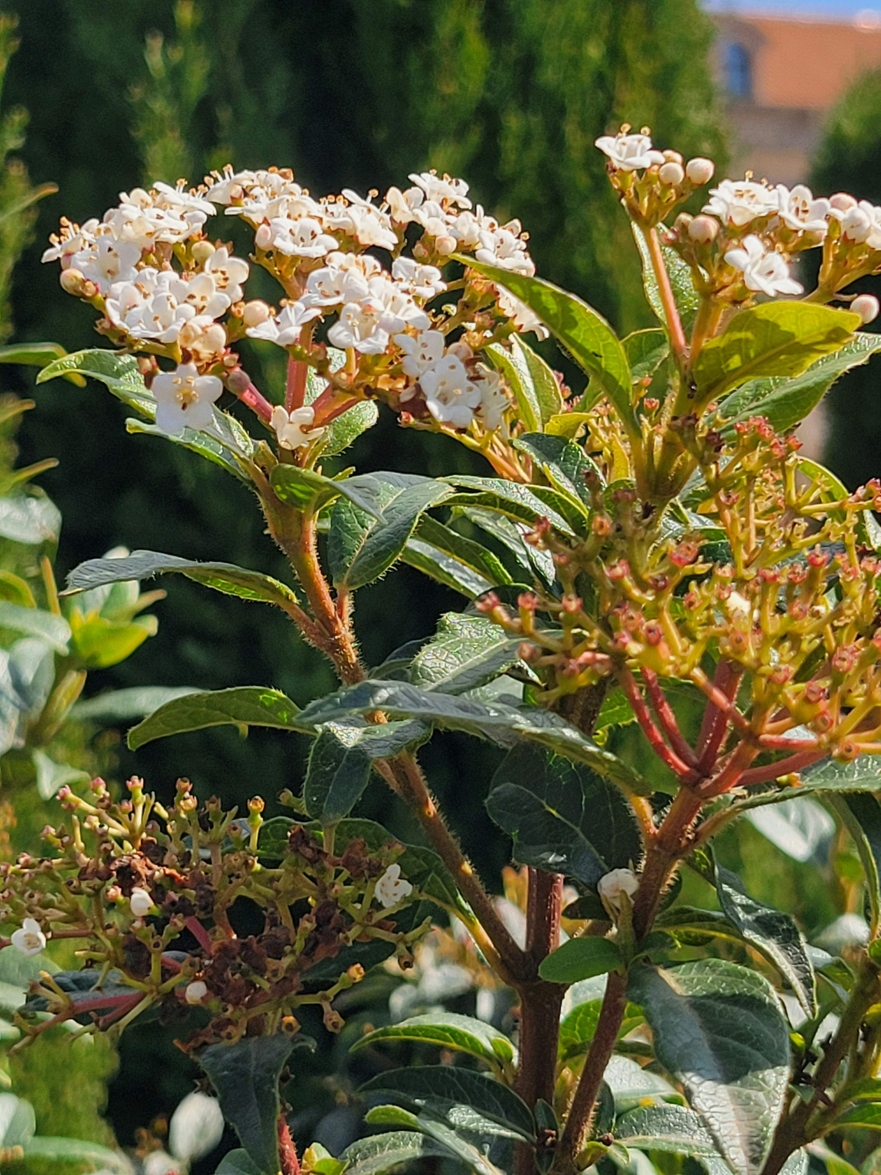 Sunlit Crown: Tiny white blossoms bloom among glossy shrub leaves