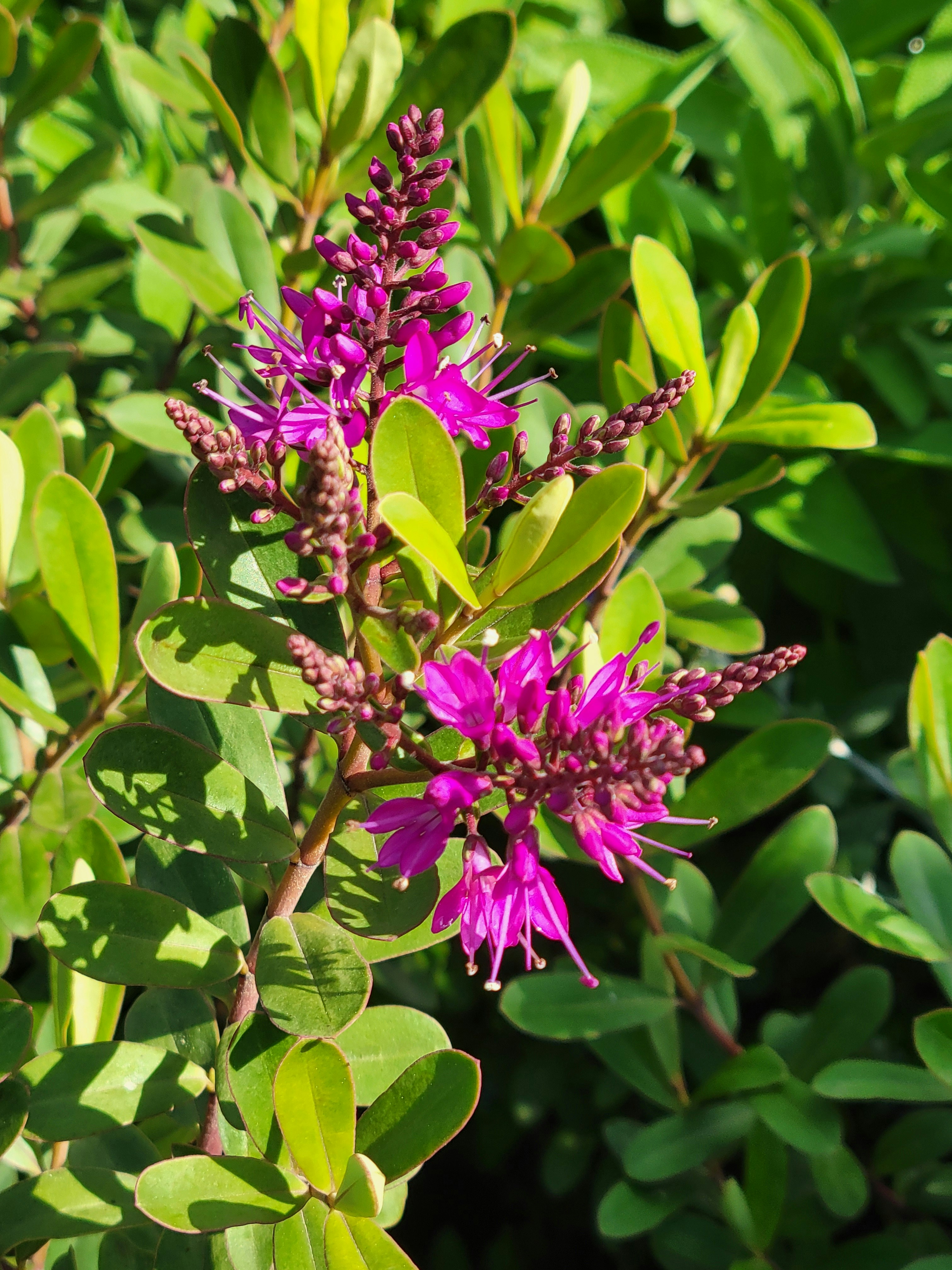 Electric Pink Spike Blossoms Rising Through a Sunlit Emerald Hedge