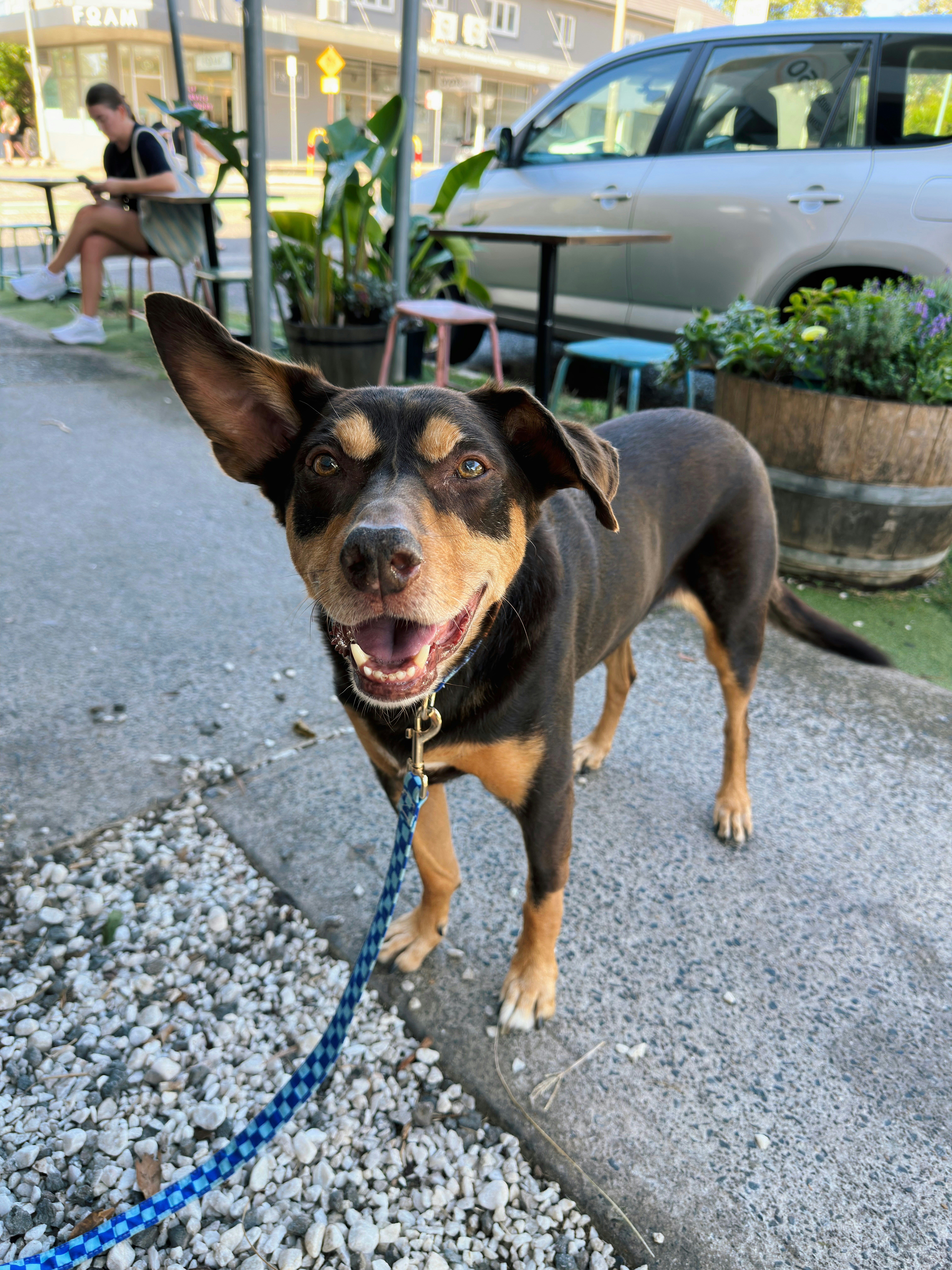 Joyful Canine Encounter on a Sunny Day