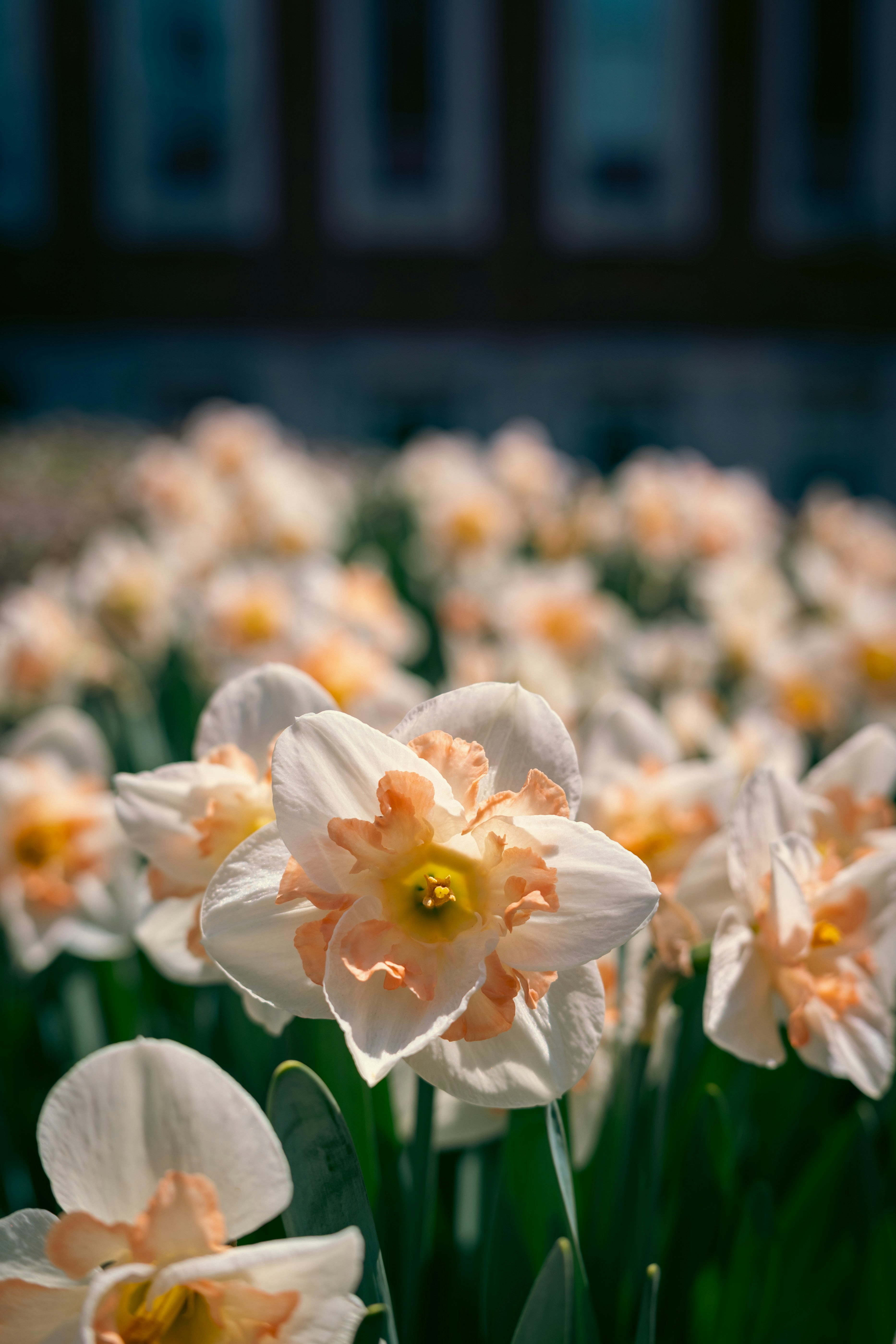 Peach-centered Daffodils in Sunlit Garden
