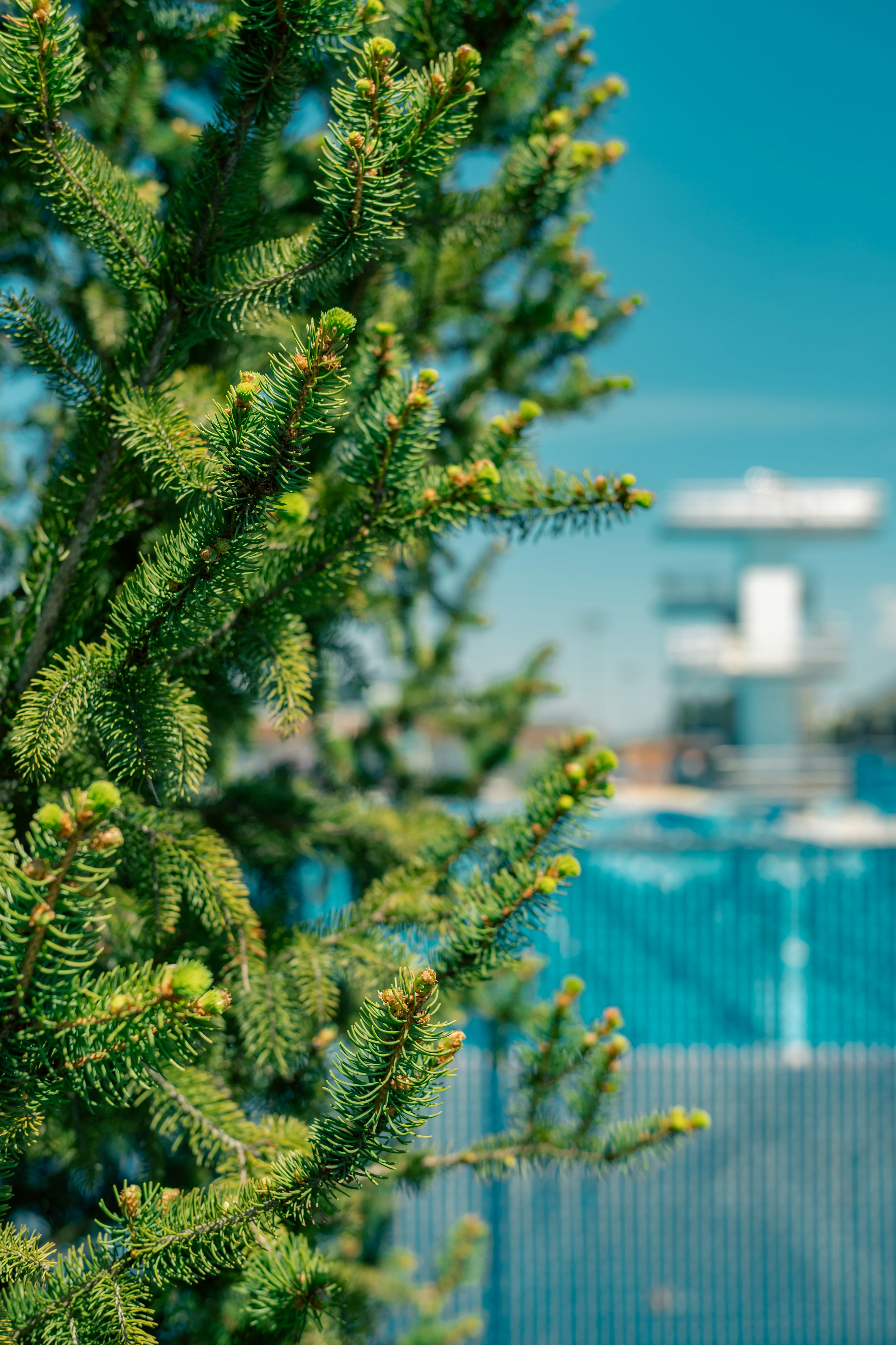 Green pine tree branches are in focus.