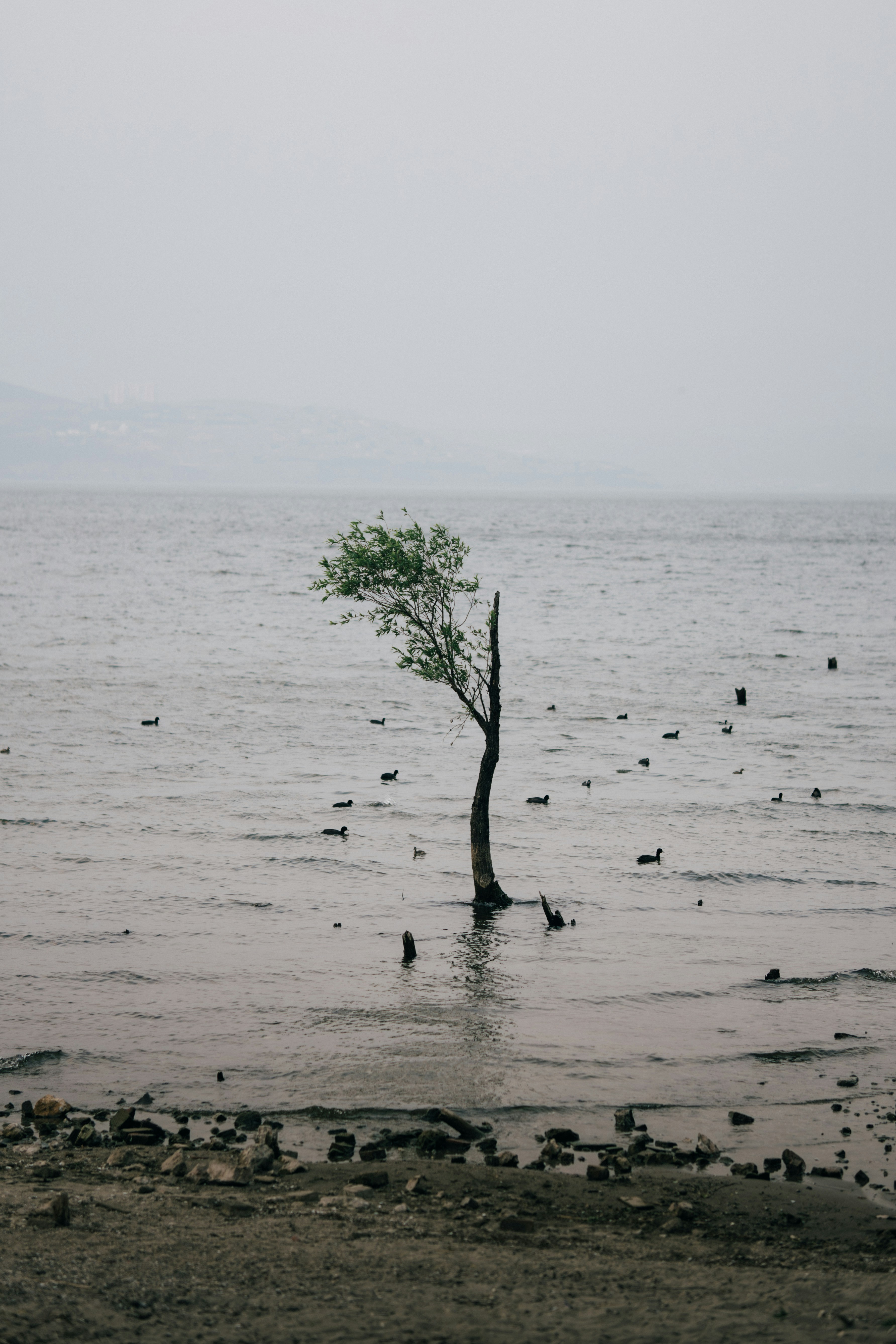 The Quiet Sentry: A Wind-Bent Tree Emerges from a Hushed Sea