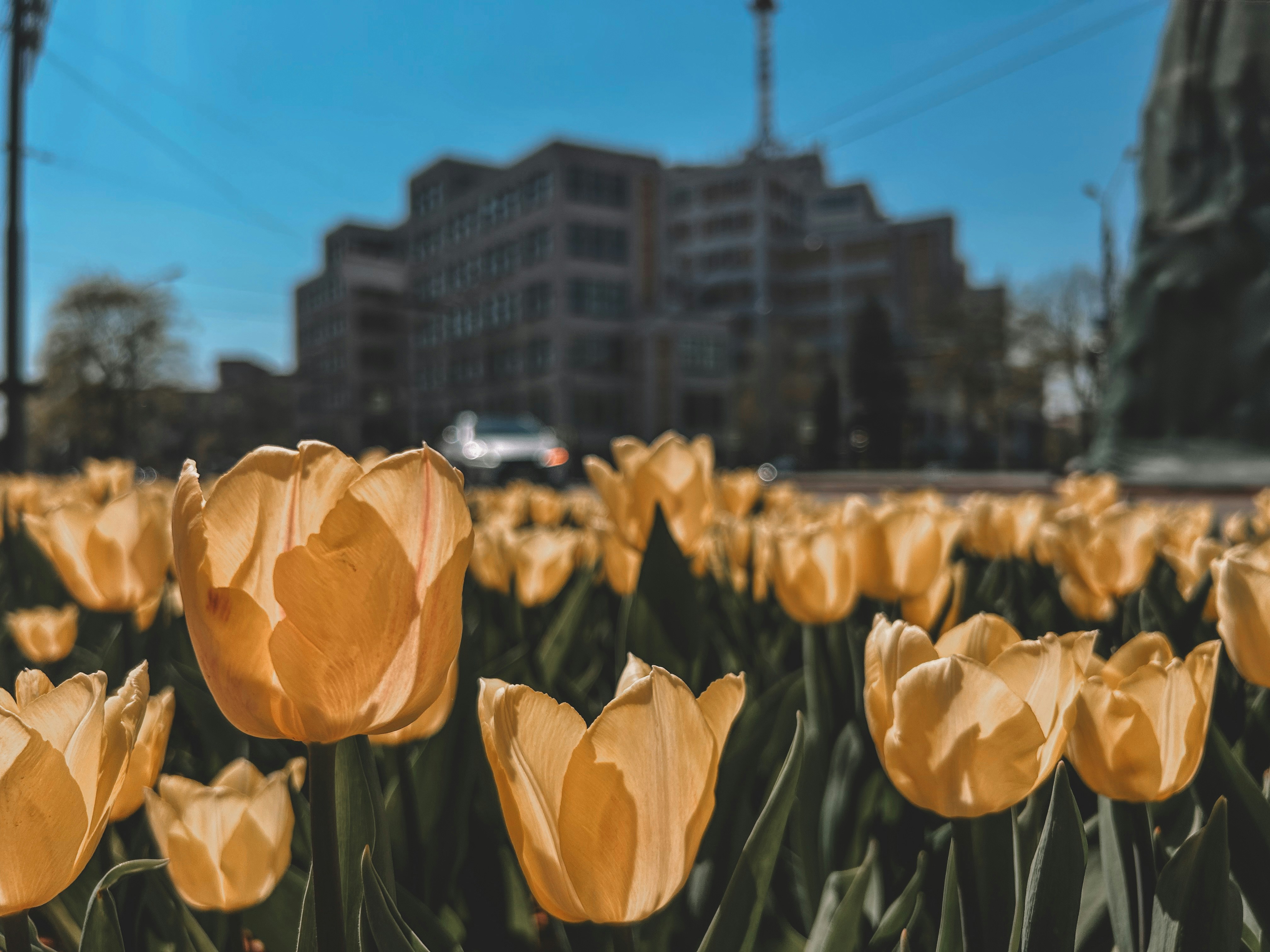 Golden Tulips Framing a Quiet Urban Morning