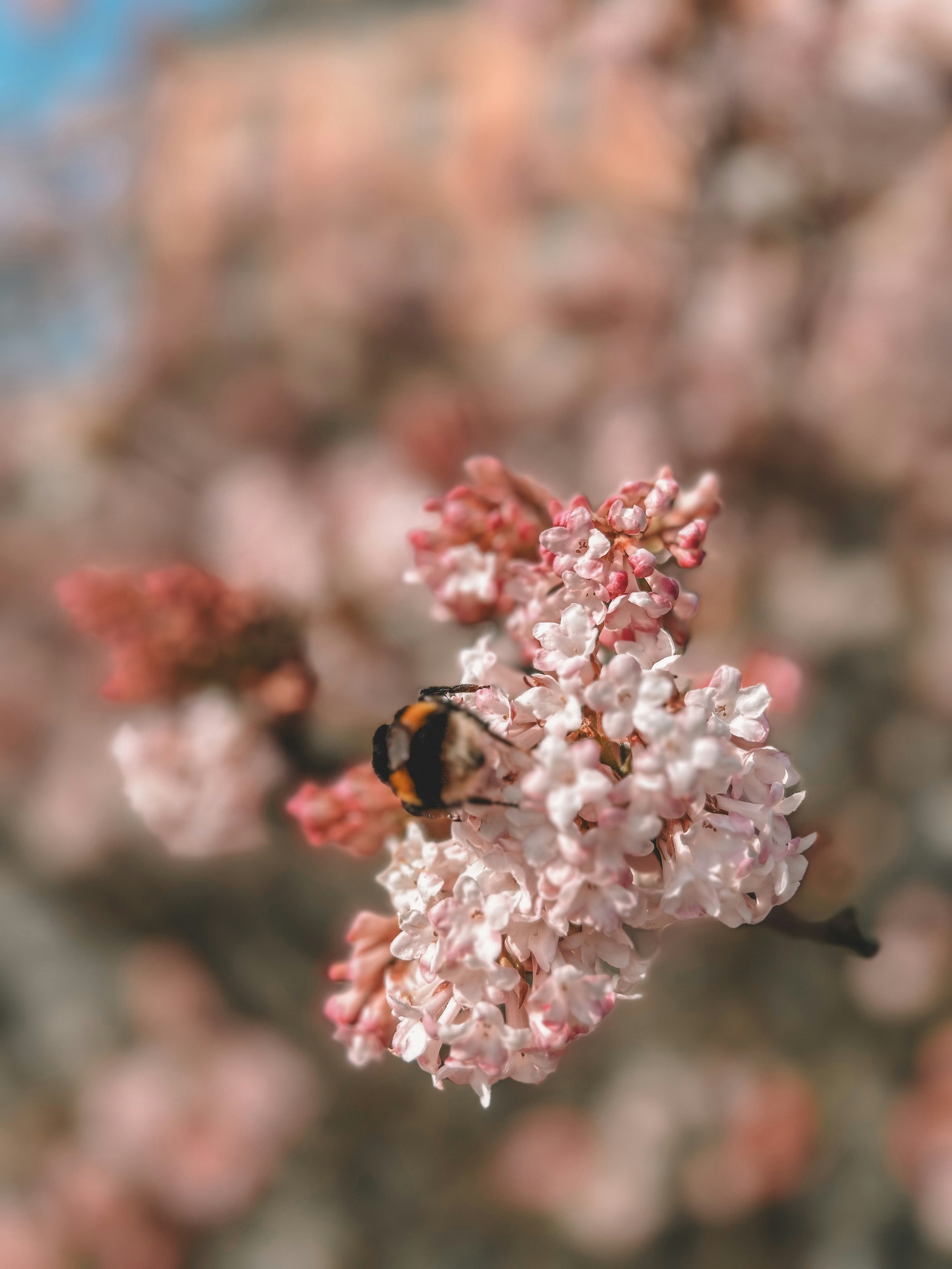 Close-up of a bumblebee perched on a pink flower cluster. The shallow depth of field creates a creamy background blur that isolates the subject.
