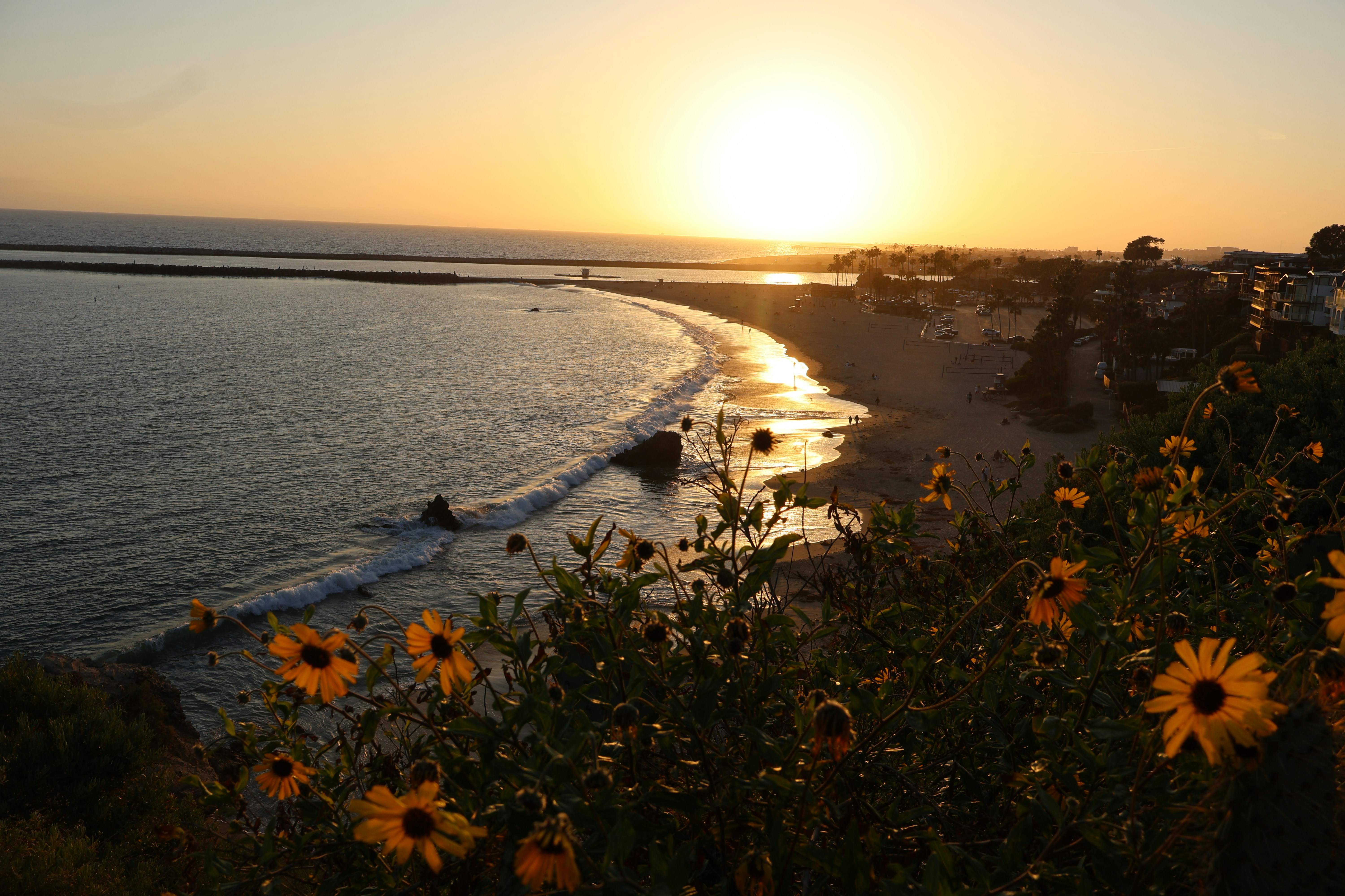 Sunset Vista Through a Field of Yellow Daisies
