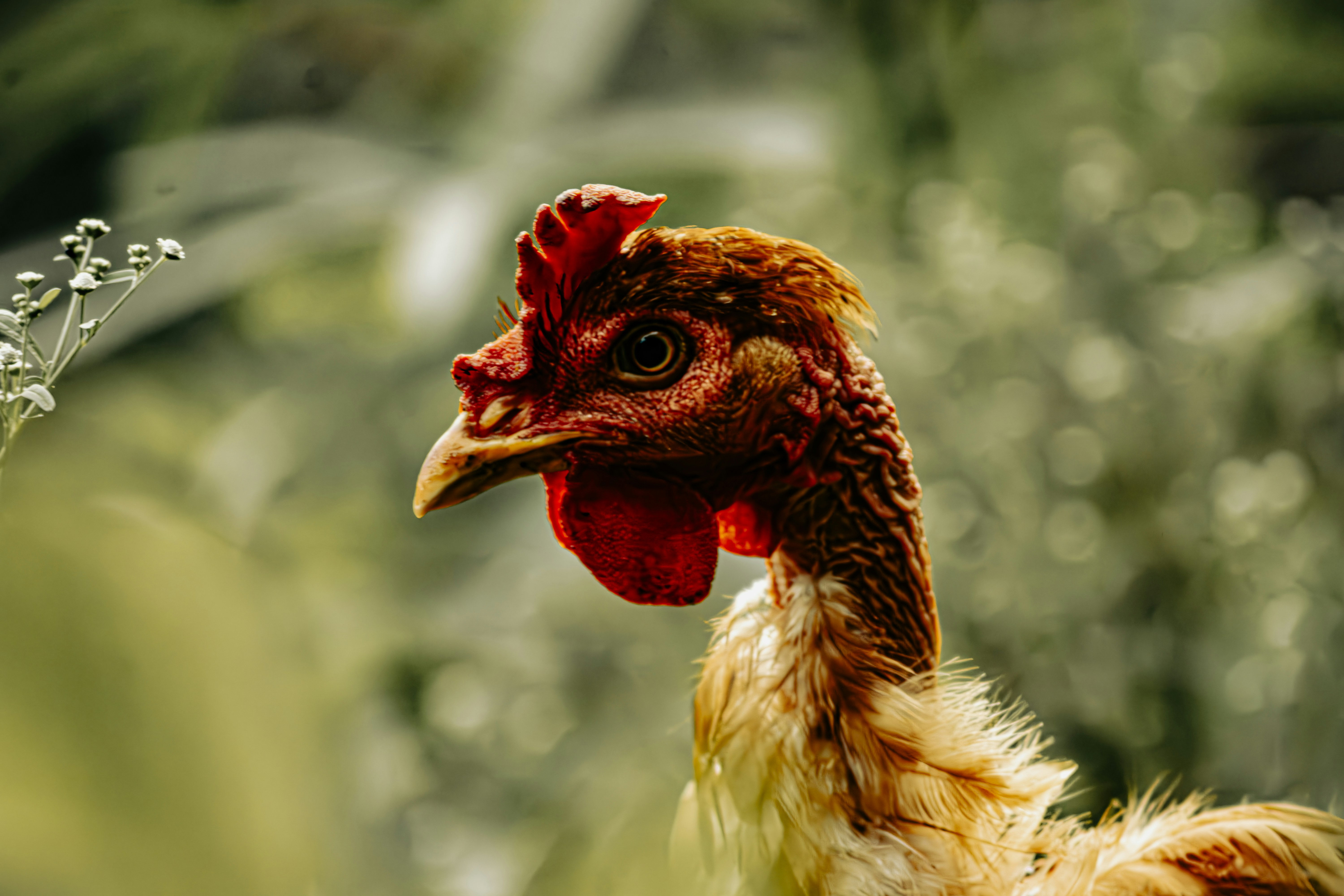Amber Crest in Soft Focus: Close-Up of a Hen's Gaze
