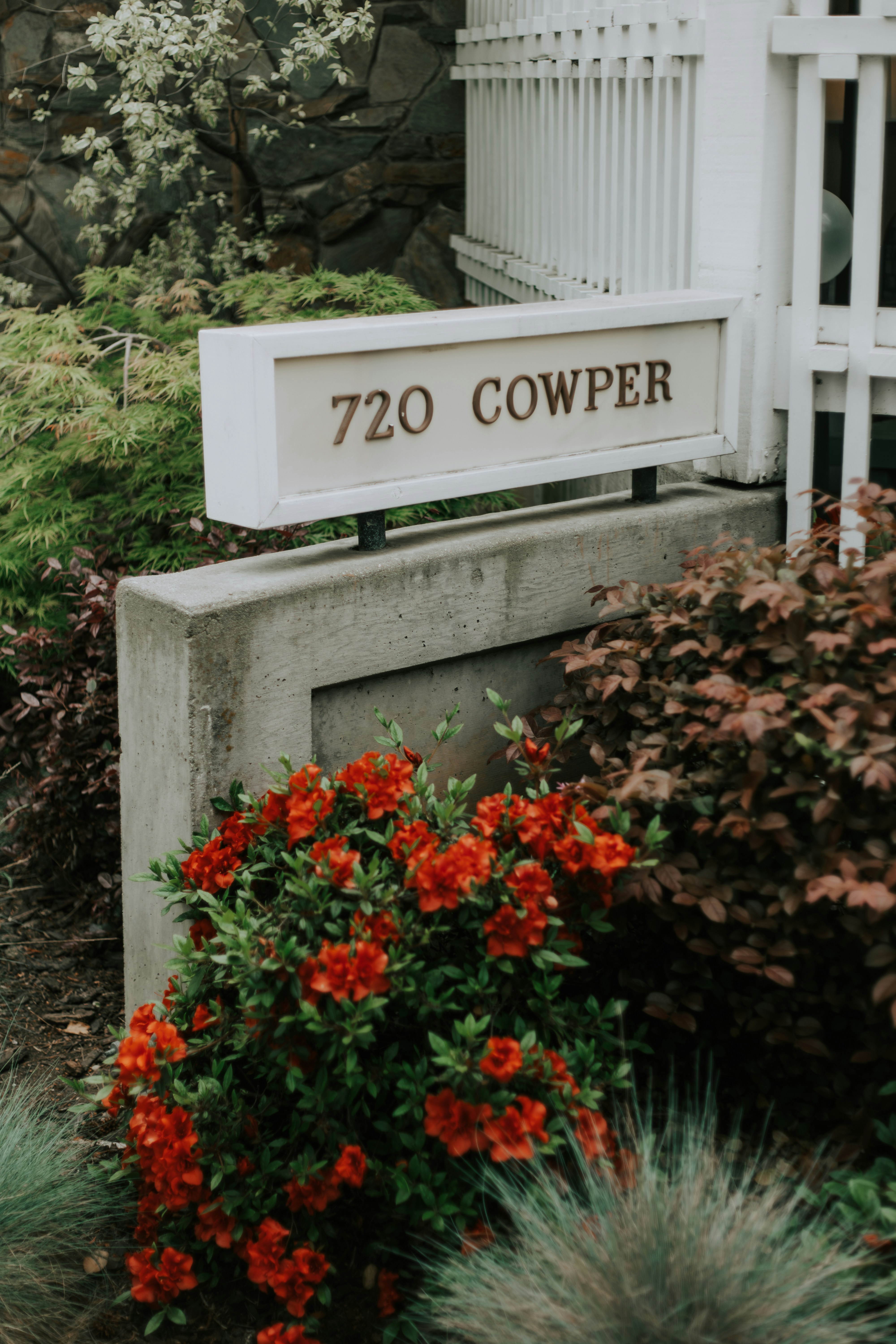 720 Cowper: Crimson Azaleas Framing a Quiet Porch Sign