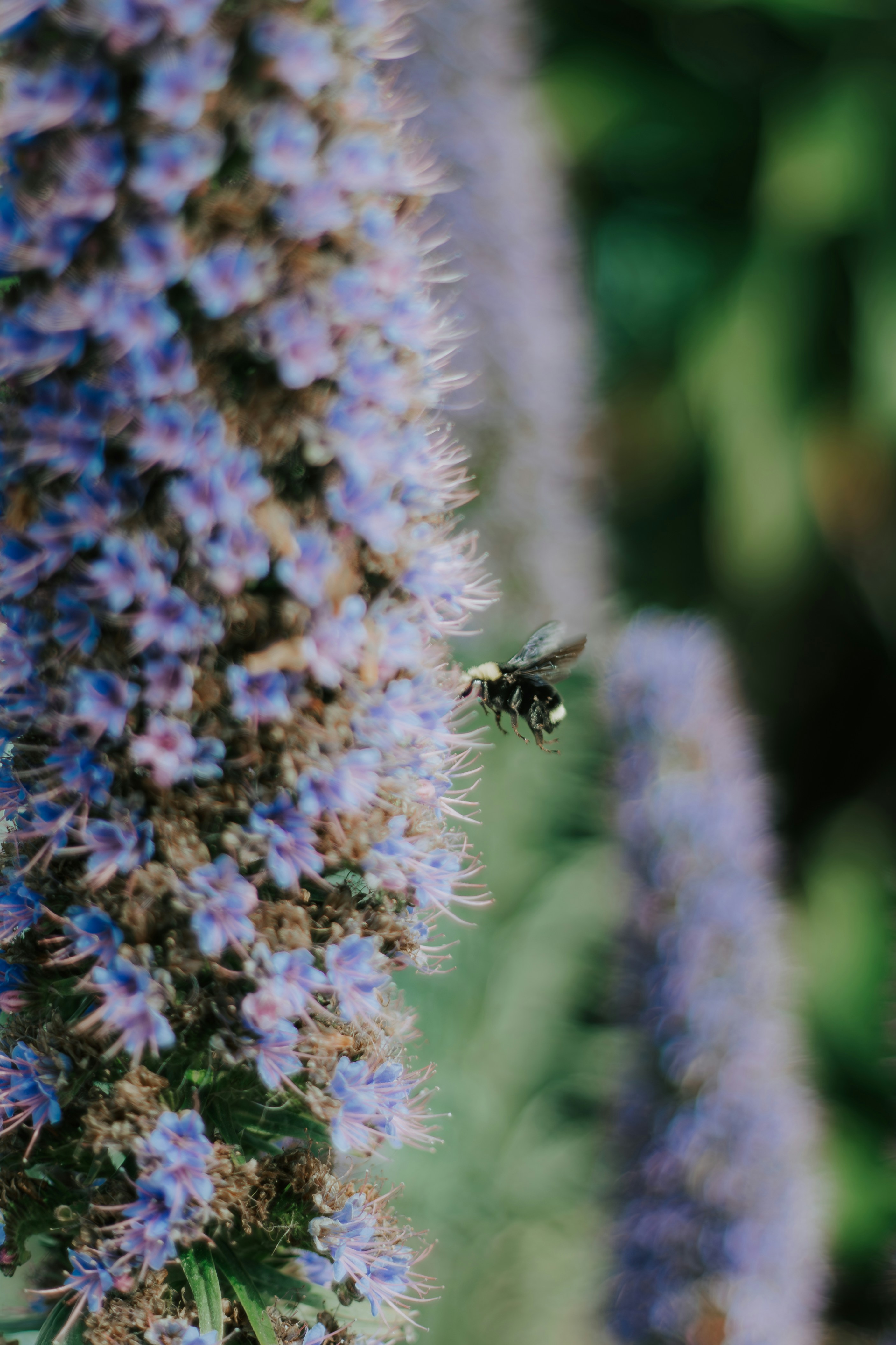 Hovering Among Violet Spires: A Bee's Close Encounter with Tall Purple Blooms
