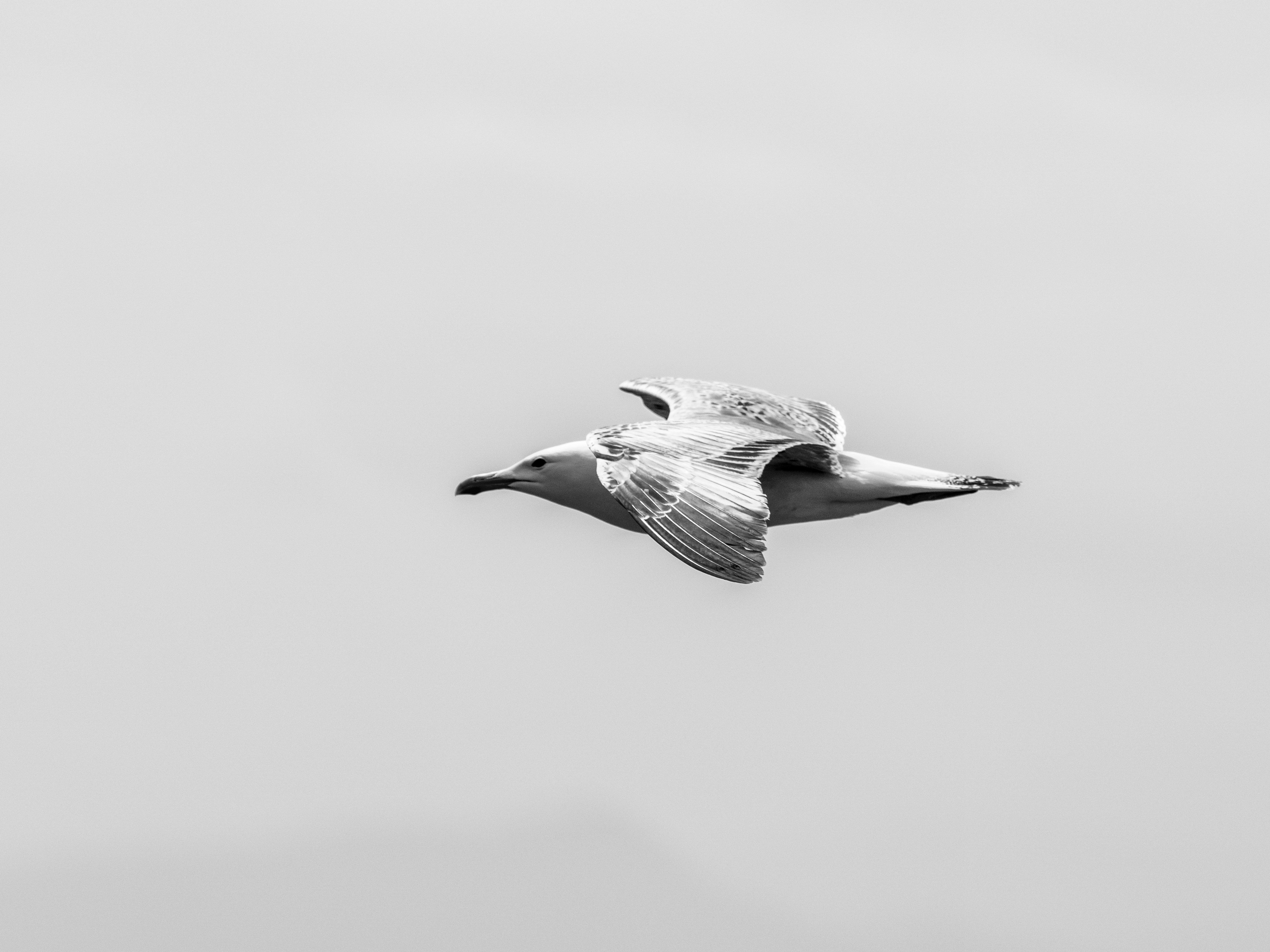 Monochrome Glide: Seagull in Silent Sky