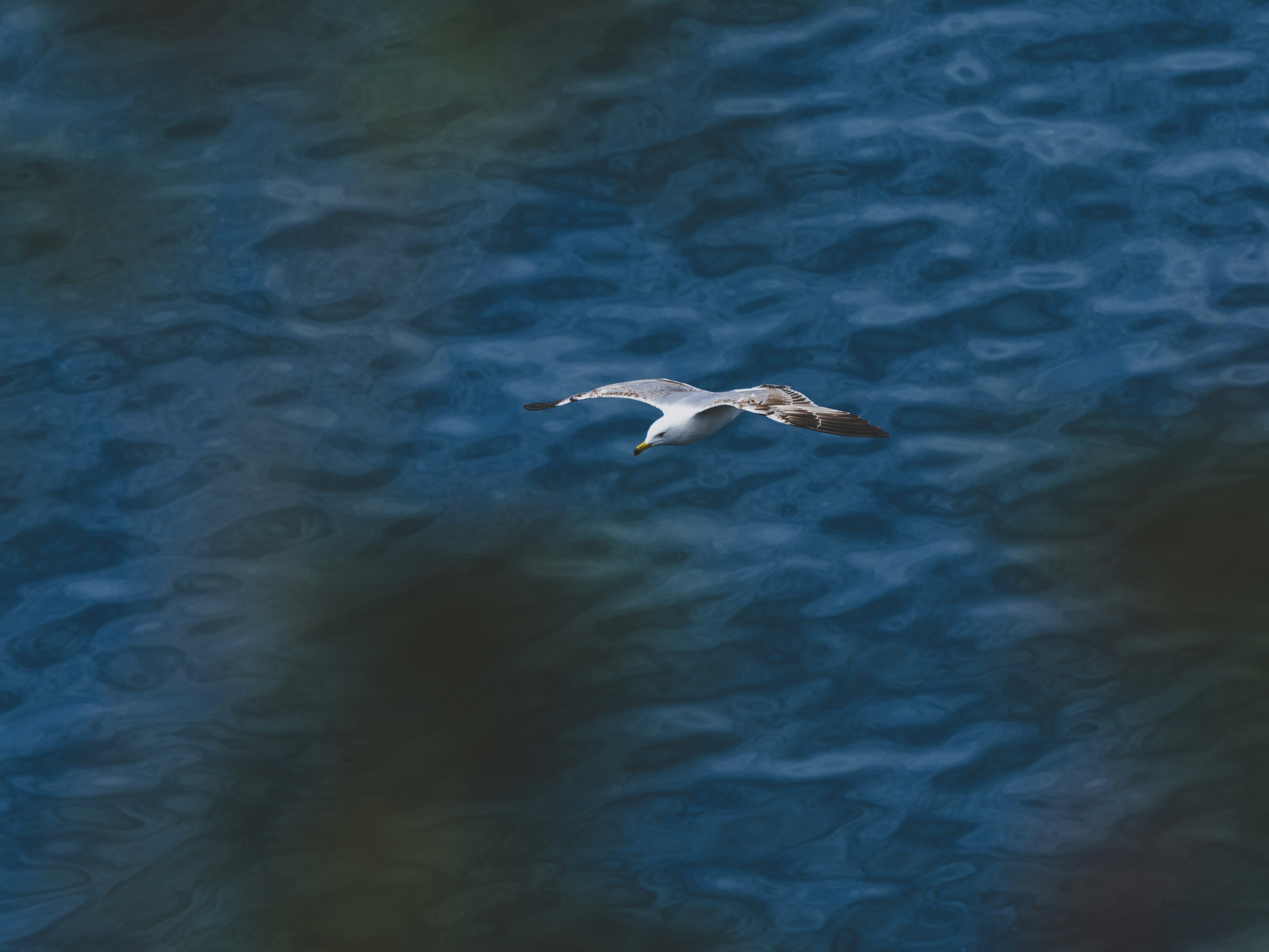 Cerulean Flight: A Seabird Skims the Blue Expanse