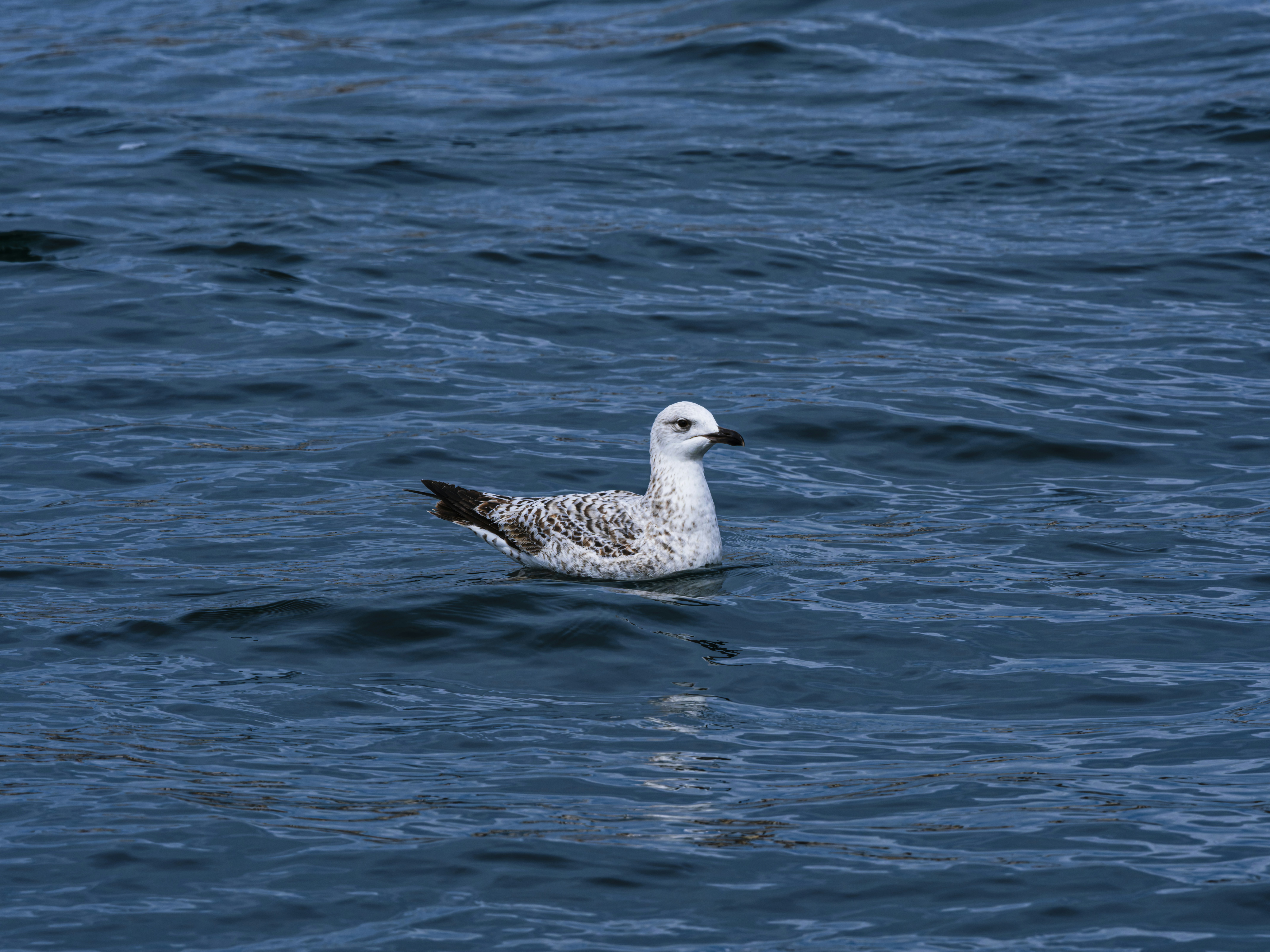 A seagull floats peacefully in the blue water. photo – Free Portrait ...