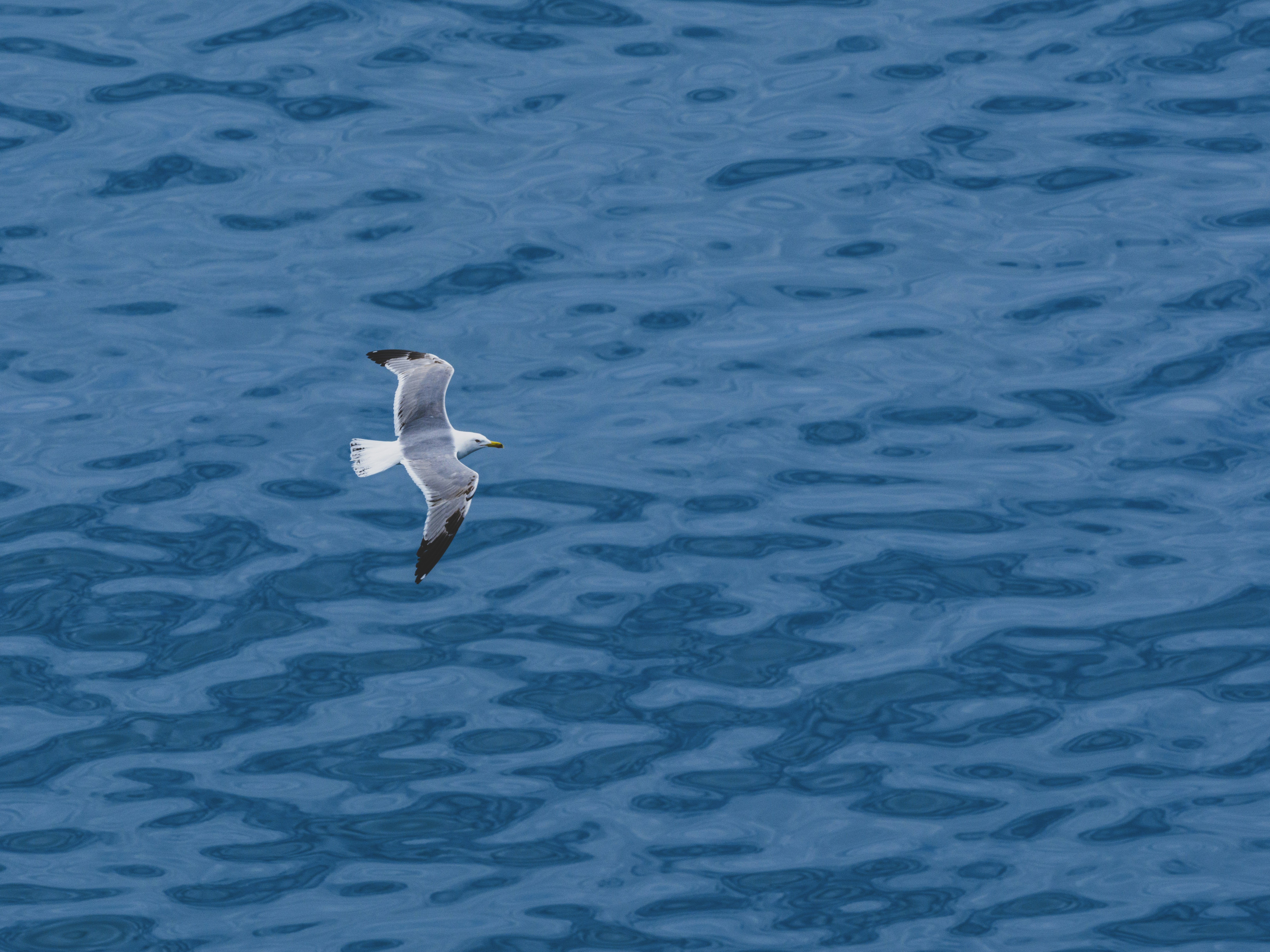 a beautiful seagull flying in the sky