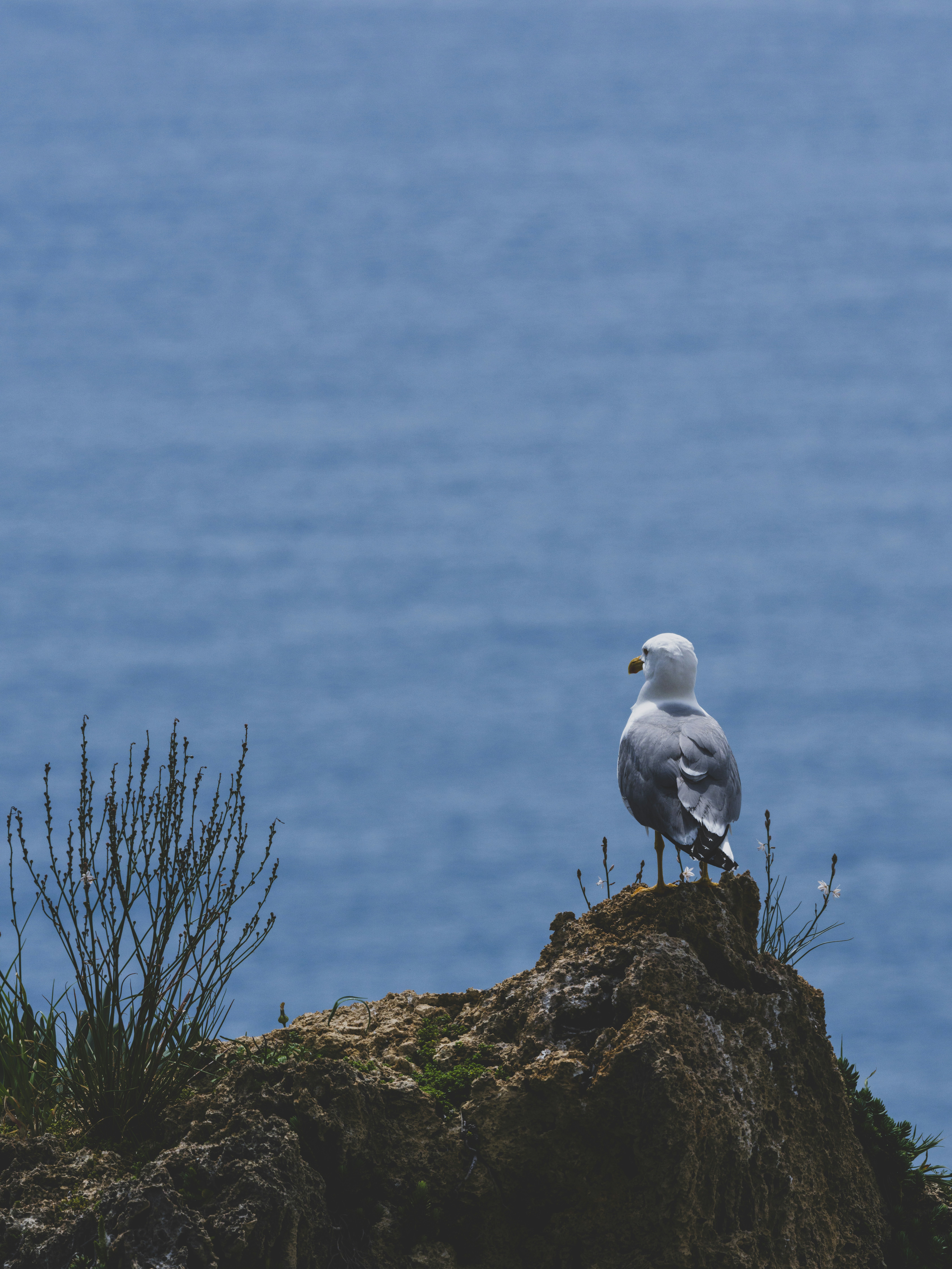 Azure Outcrop Sentinel: a seagull surveying the sea from a wind-worn cliff