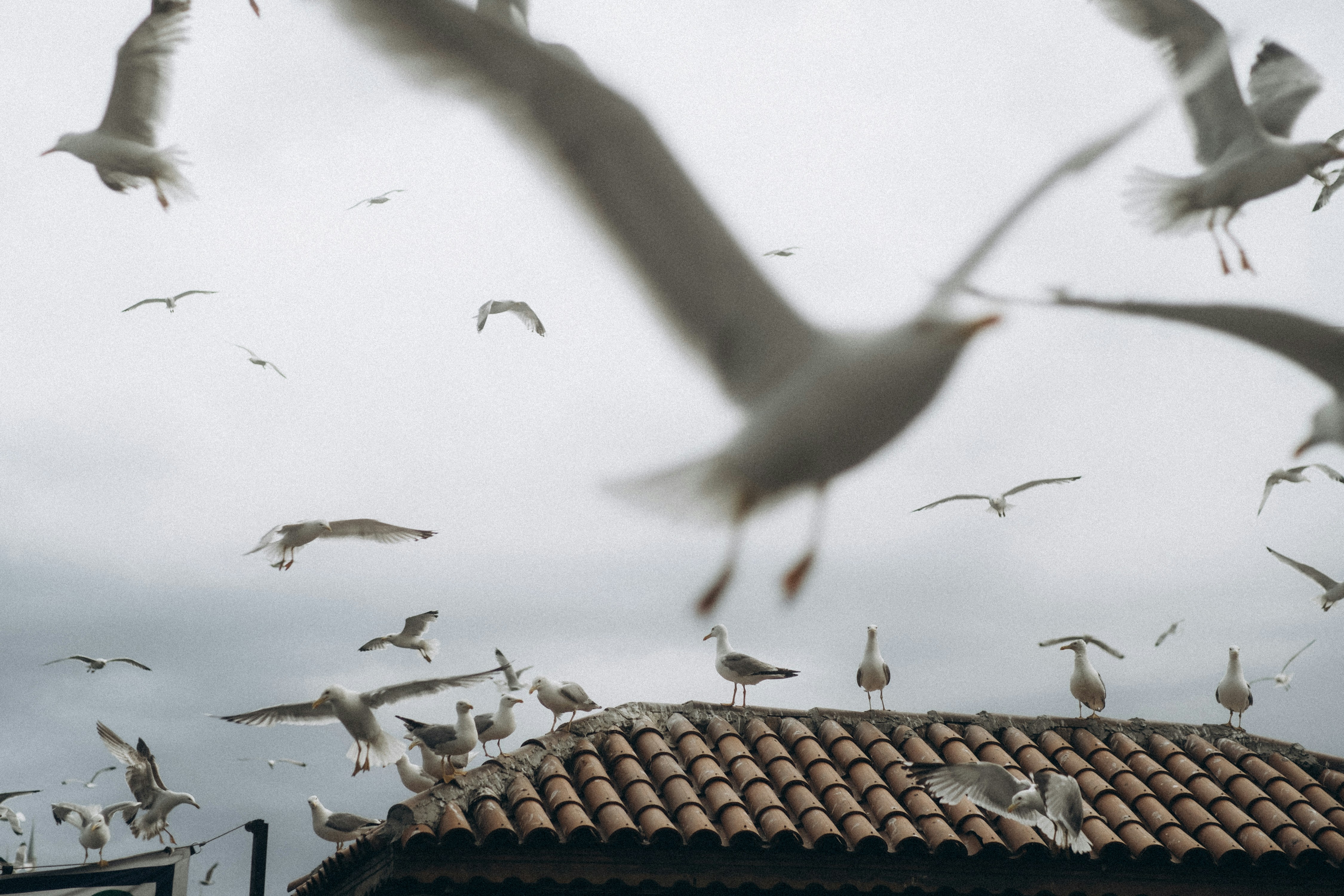 Gulls in Overcast Flight Above a Terracotta Roof