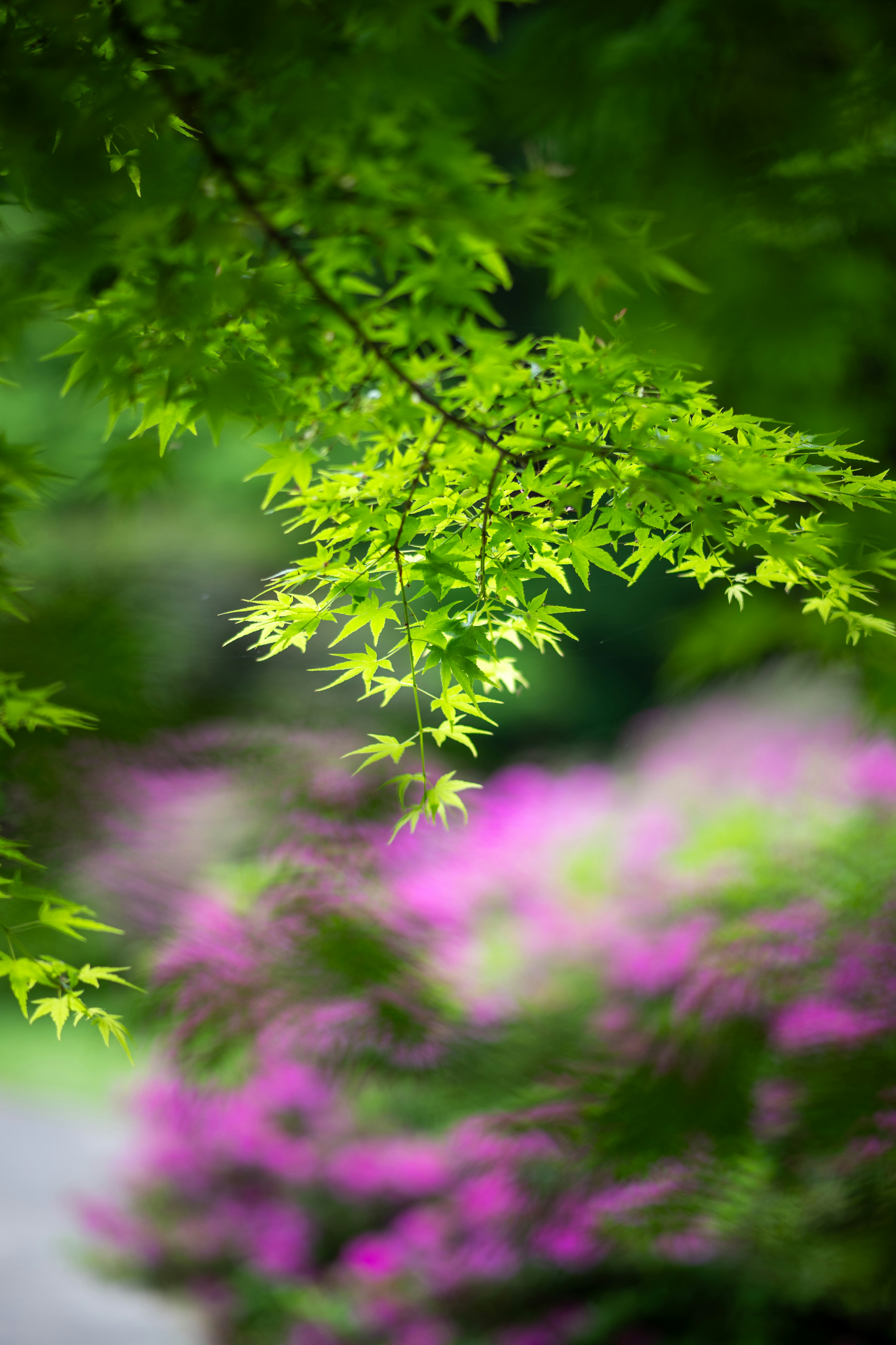 Photo by Kouji Tsuru with Nikon Z6 III