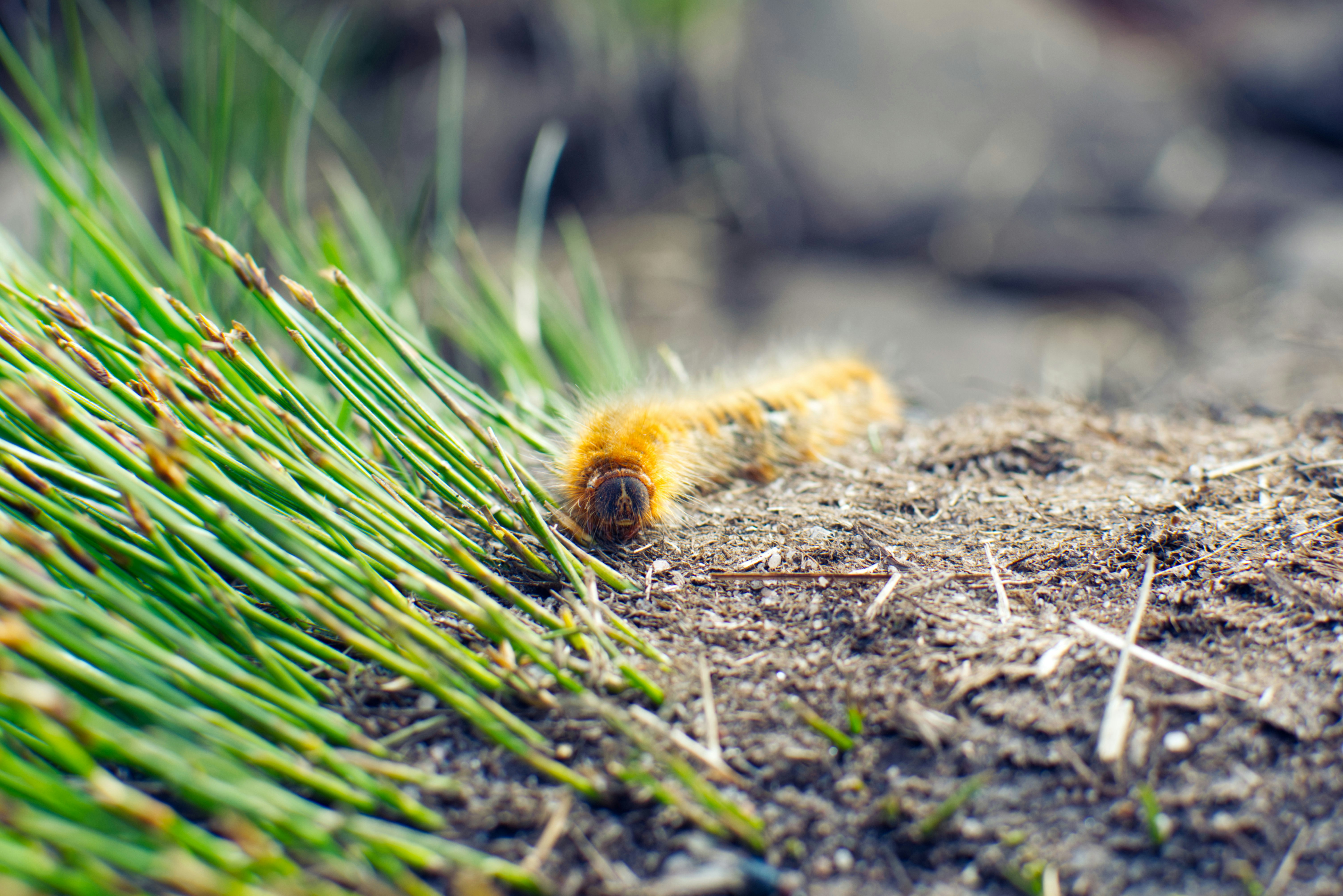 Golden Caterpillar on Green Grass Beneath a Soft Morning Blur