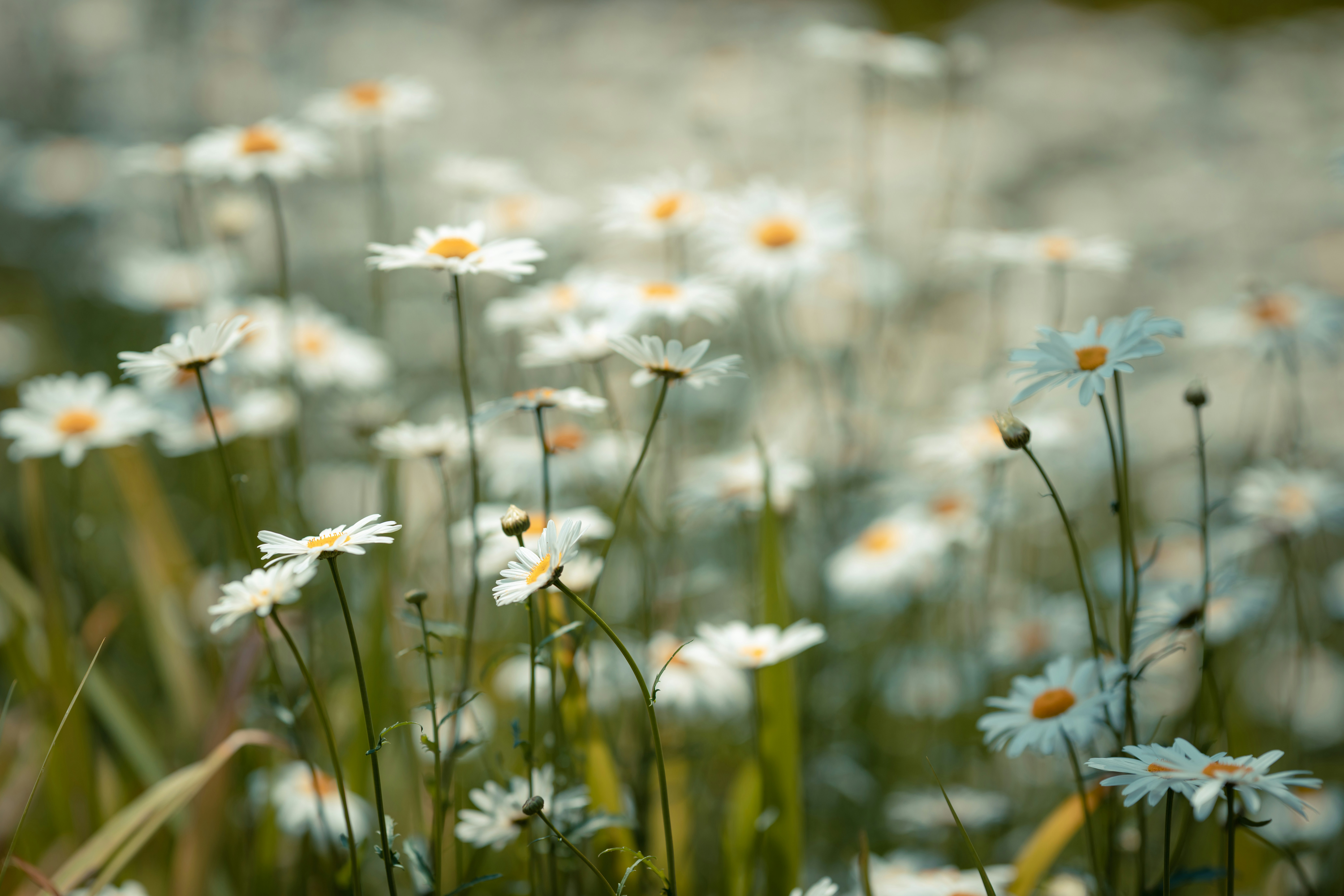 Daisies bloom in a field of wildflowers. photo – Free Flower Image on ...