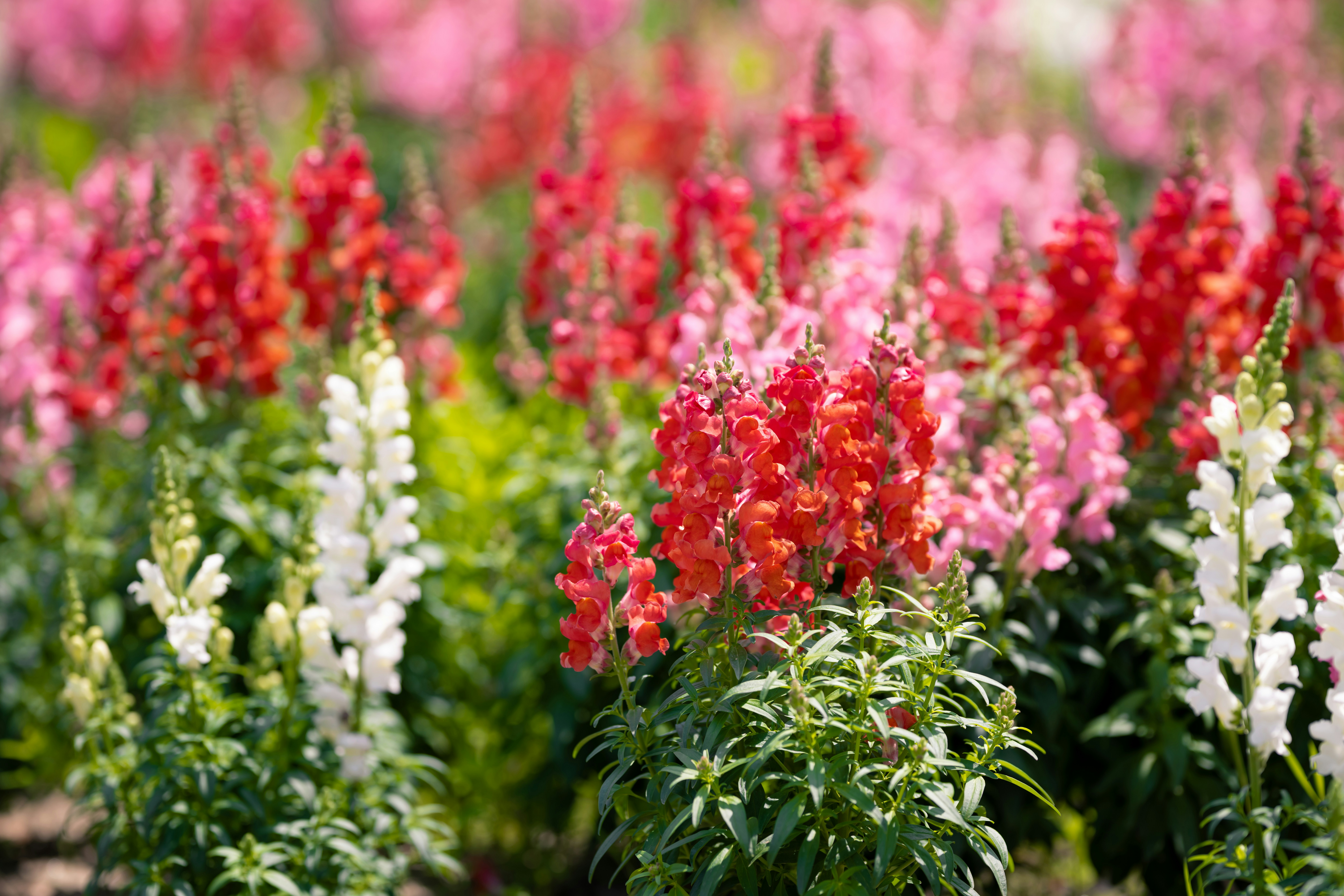 A field of colorful snapdragon flowers blossoms. photo – Free Flower ...