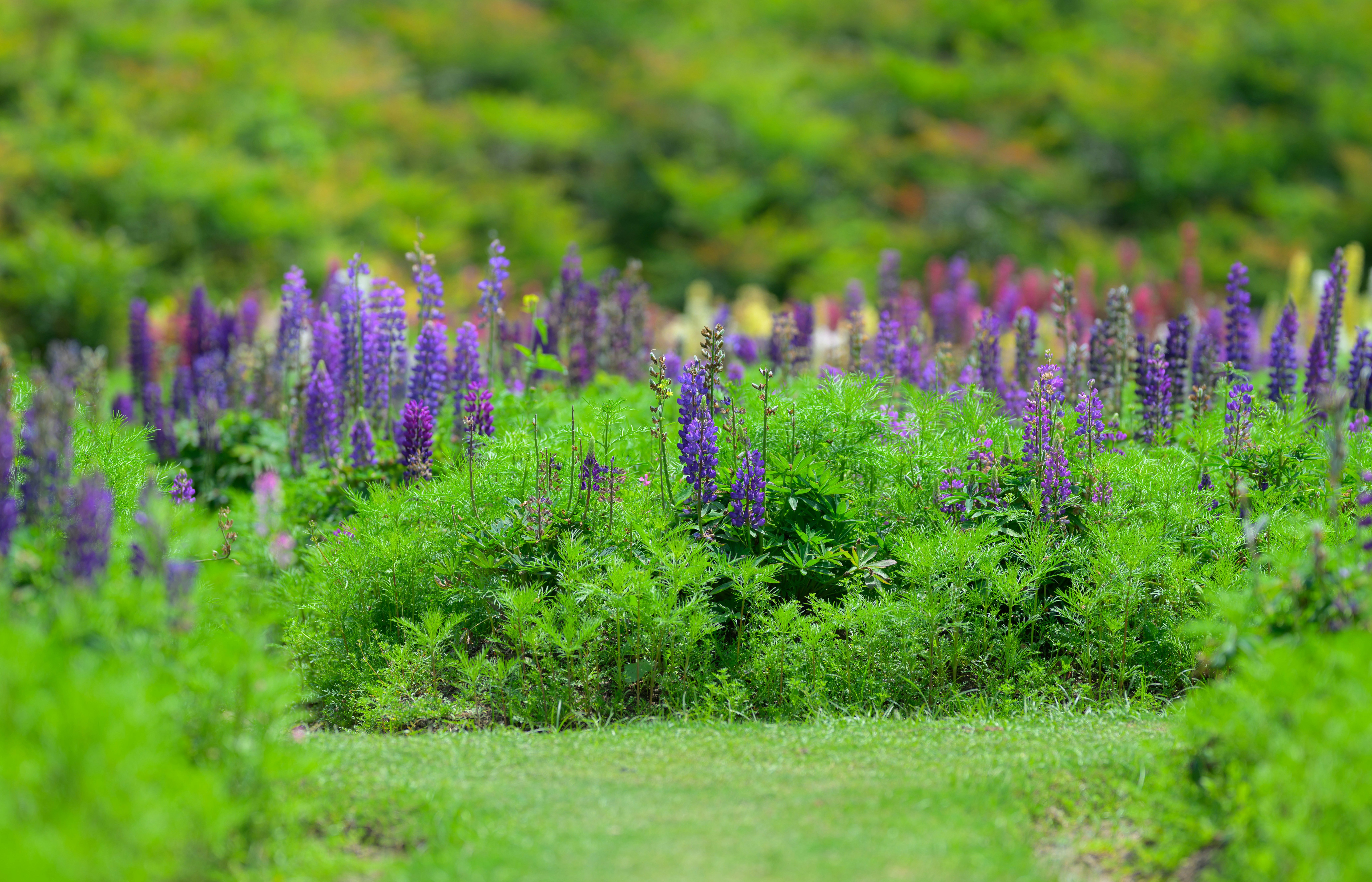 Photo by Declan Sun with Nikon Z8