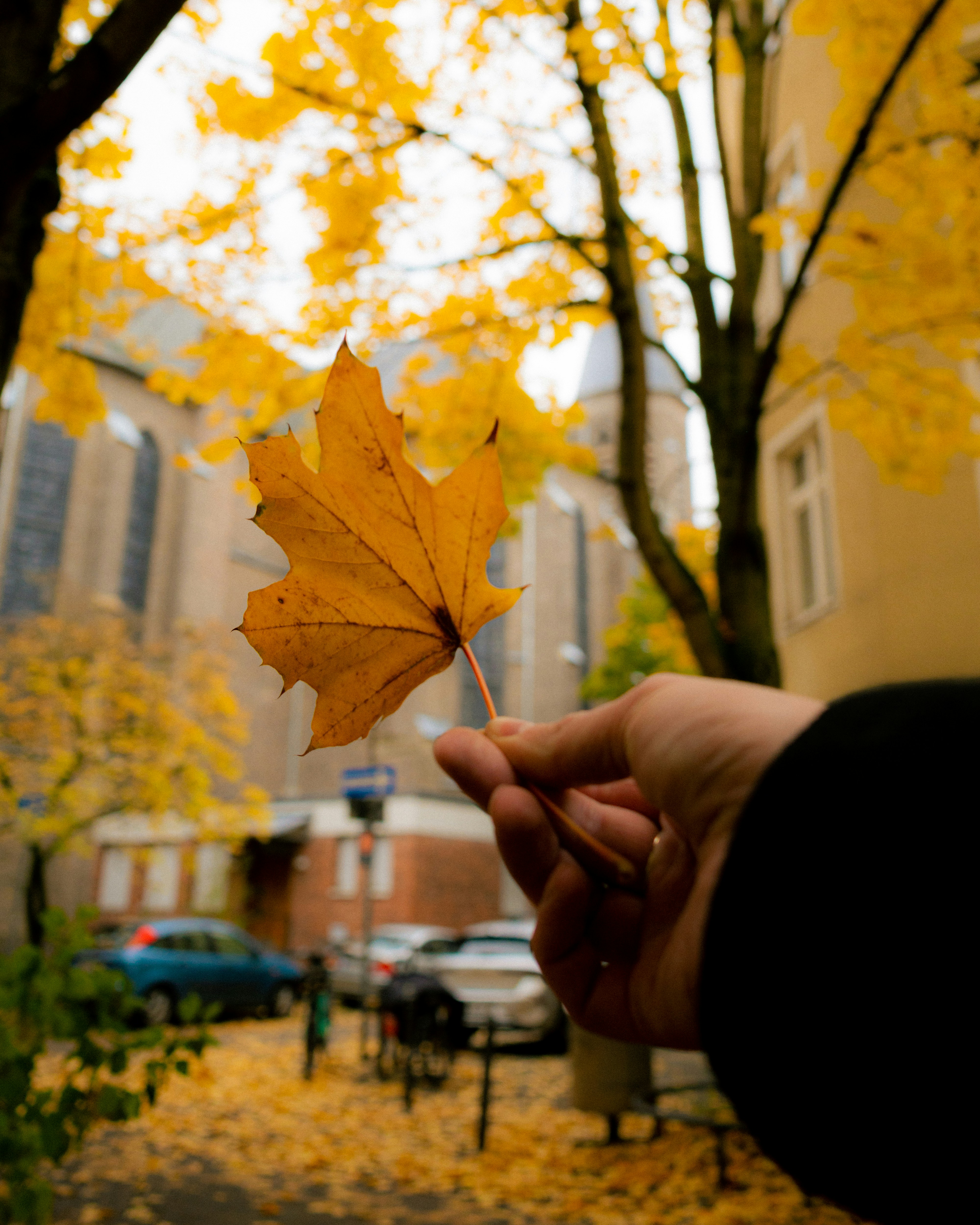 Autumn Leaf Presented to the City