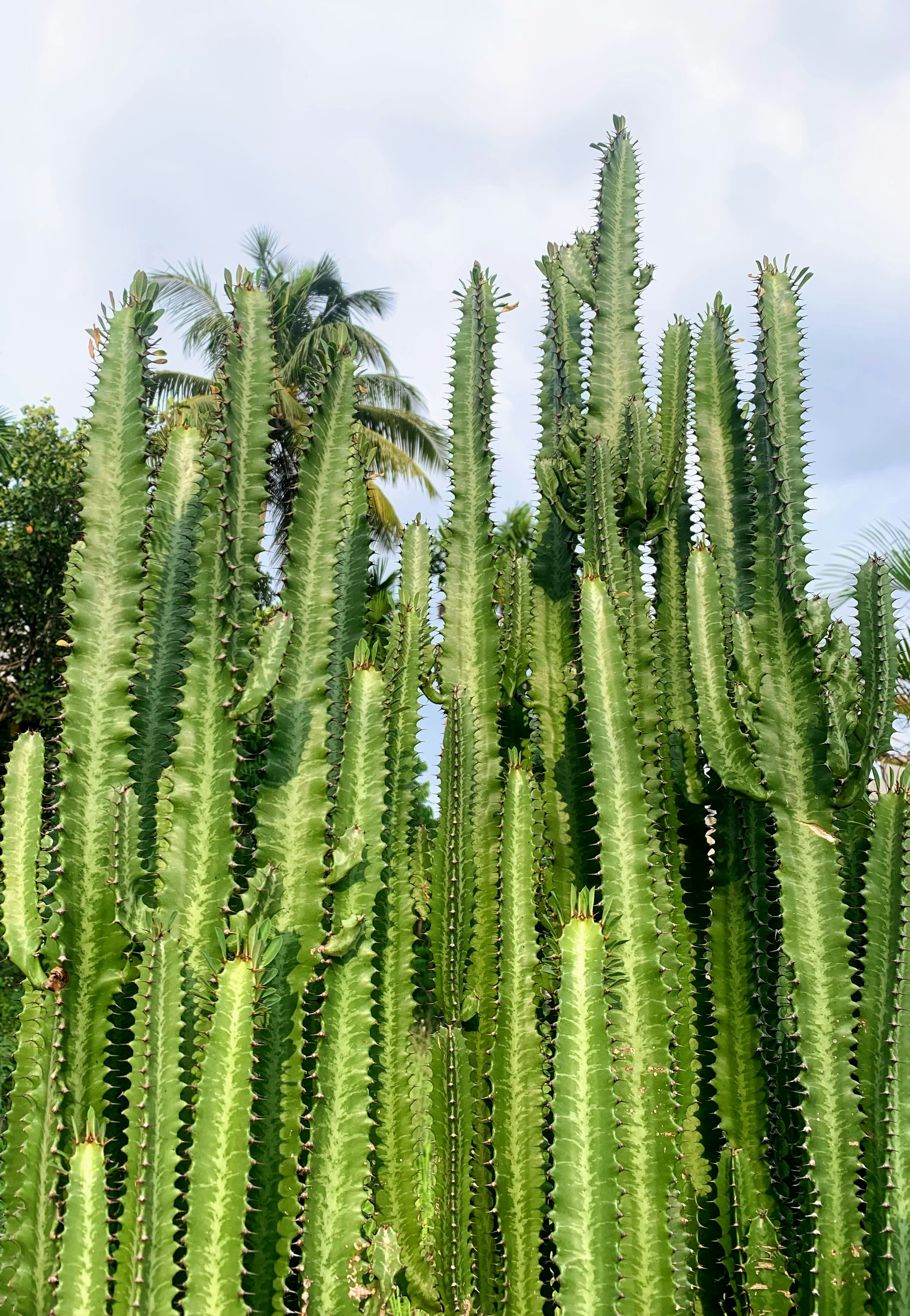 Lush green cacti reaching skyward, framed by tropical foliage in the background.