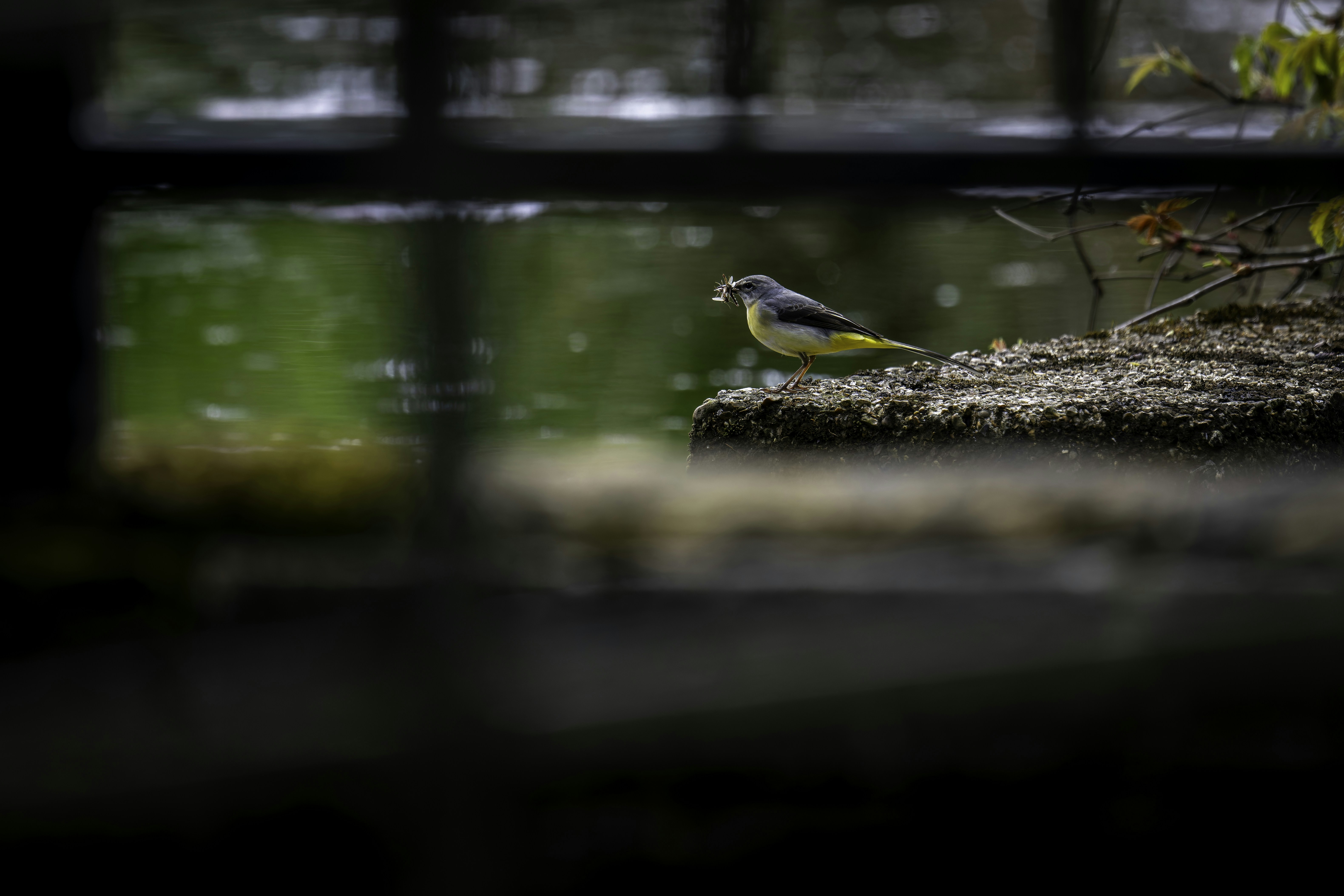 Lone Warbler Perches on a Sunlit Log by the Pond