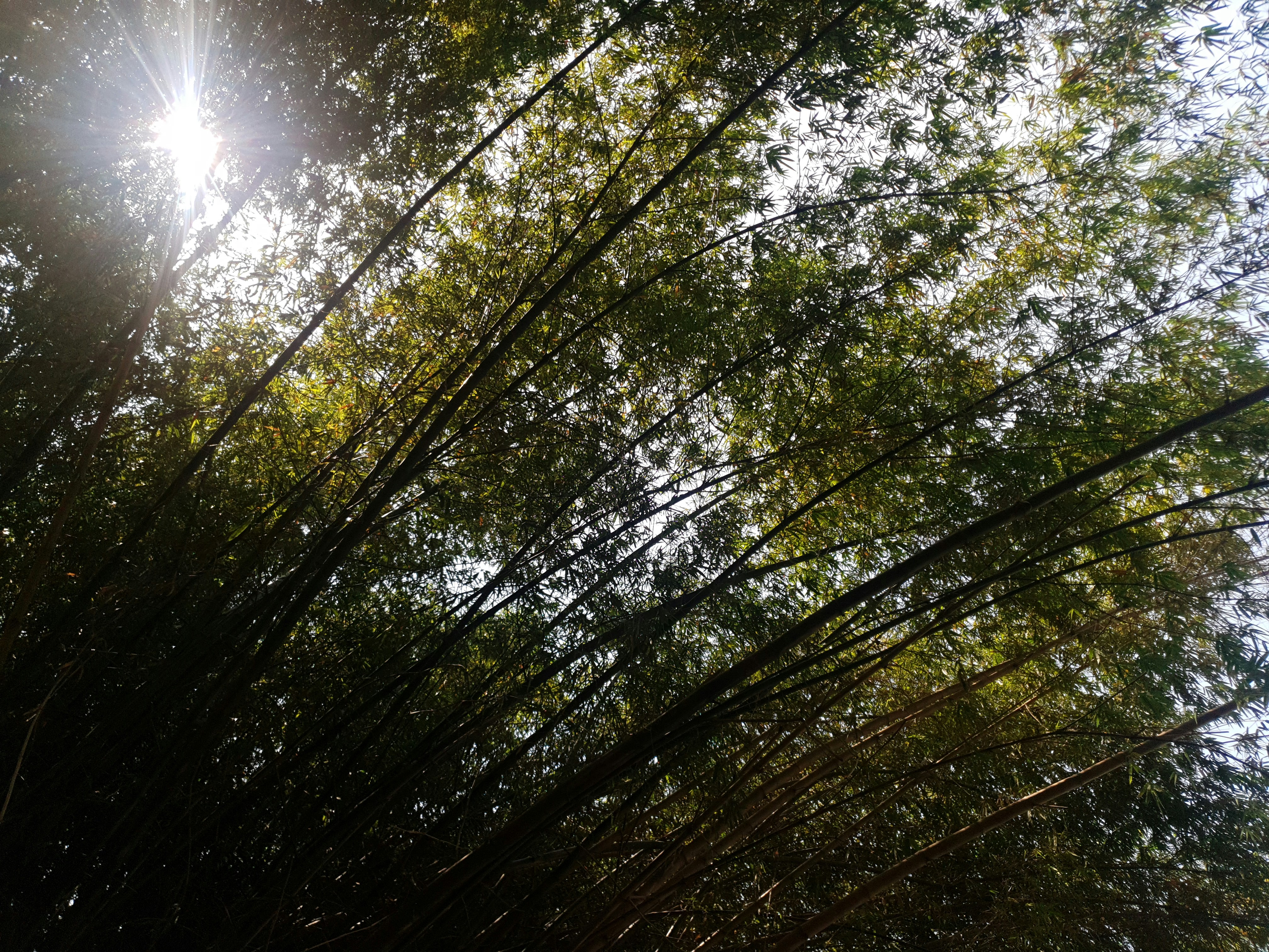 Sunlight filters through arching bamboo in a lush forest.