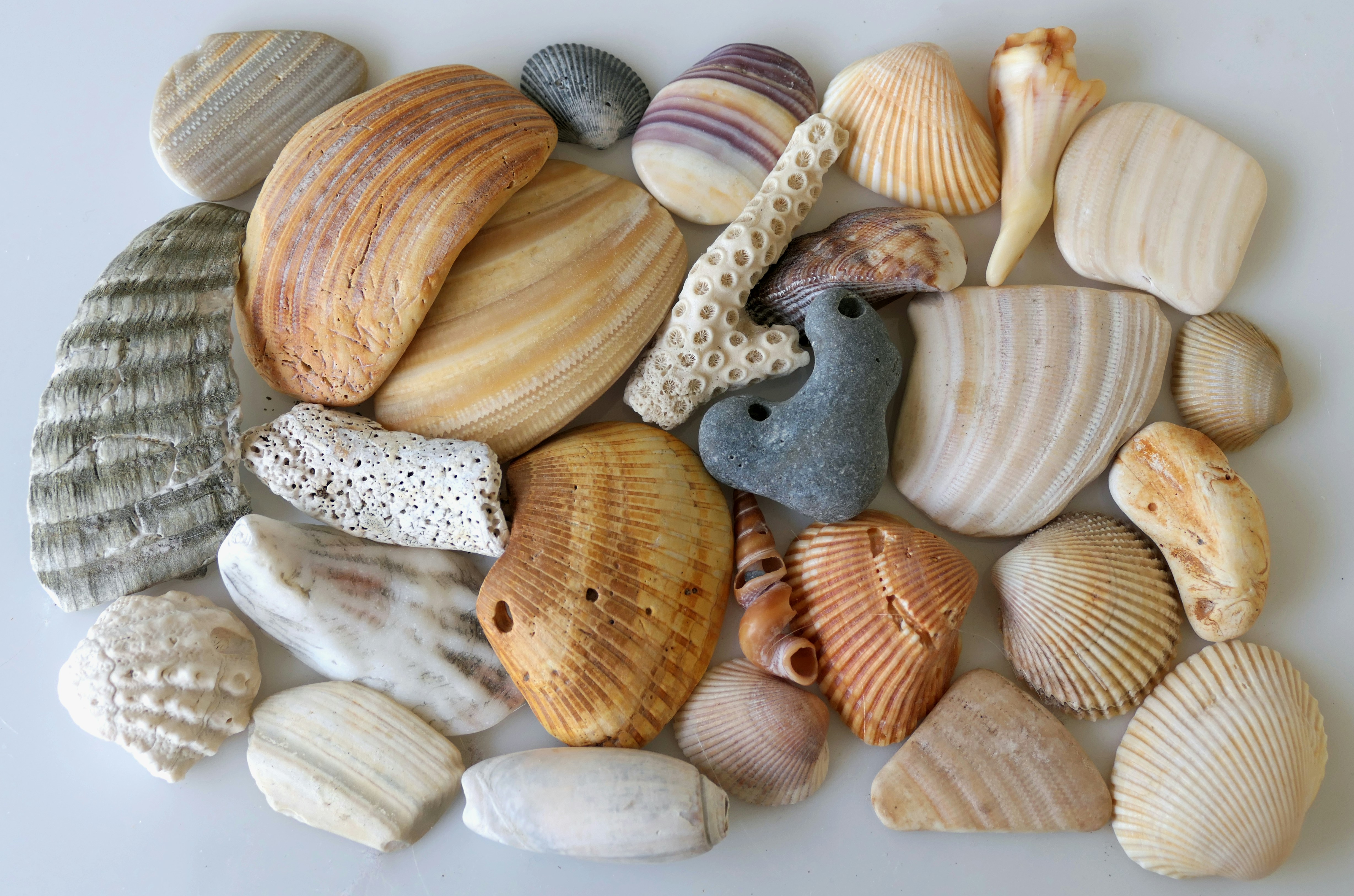 A collection of seashells and rocks. photo – Free Abstract Image on ...