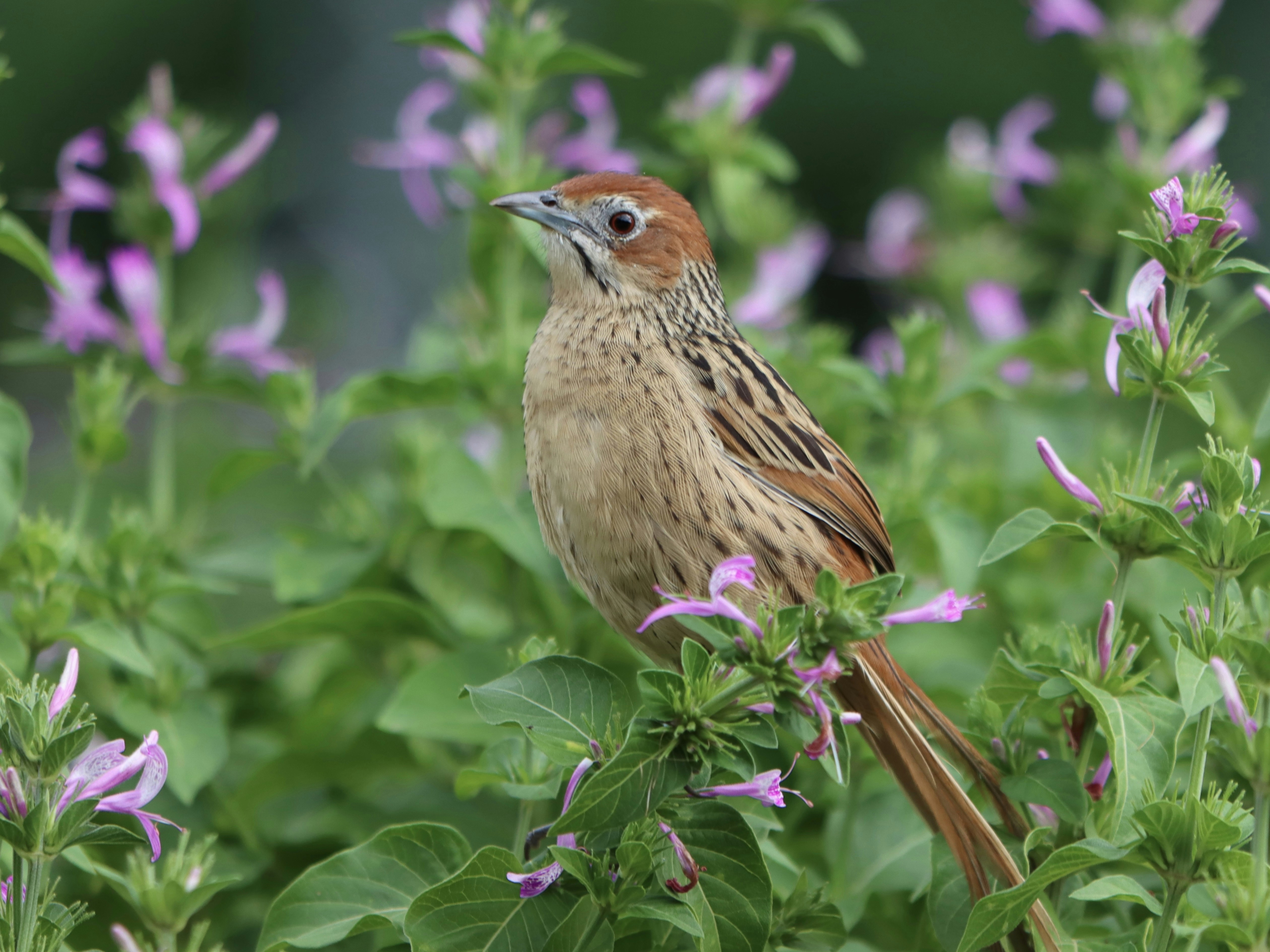 Rufous-streaked Songbird Perched Among Pink Blooms