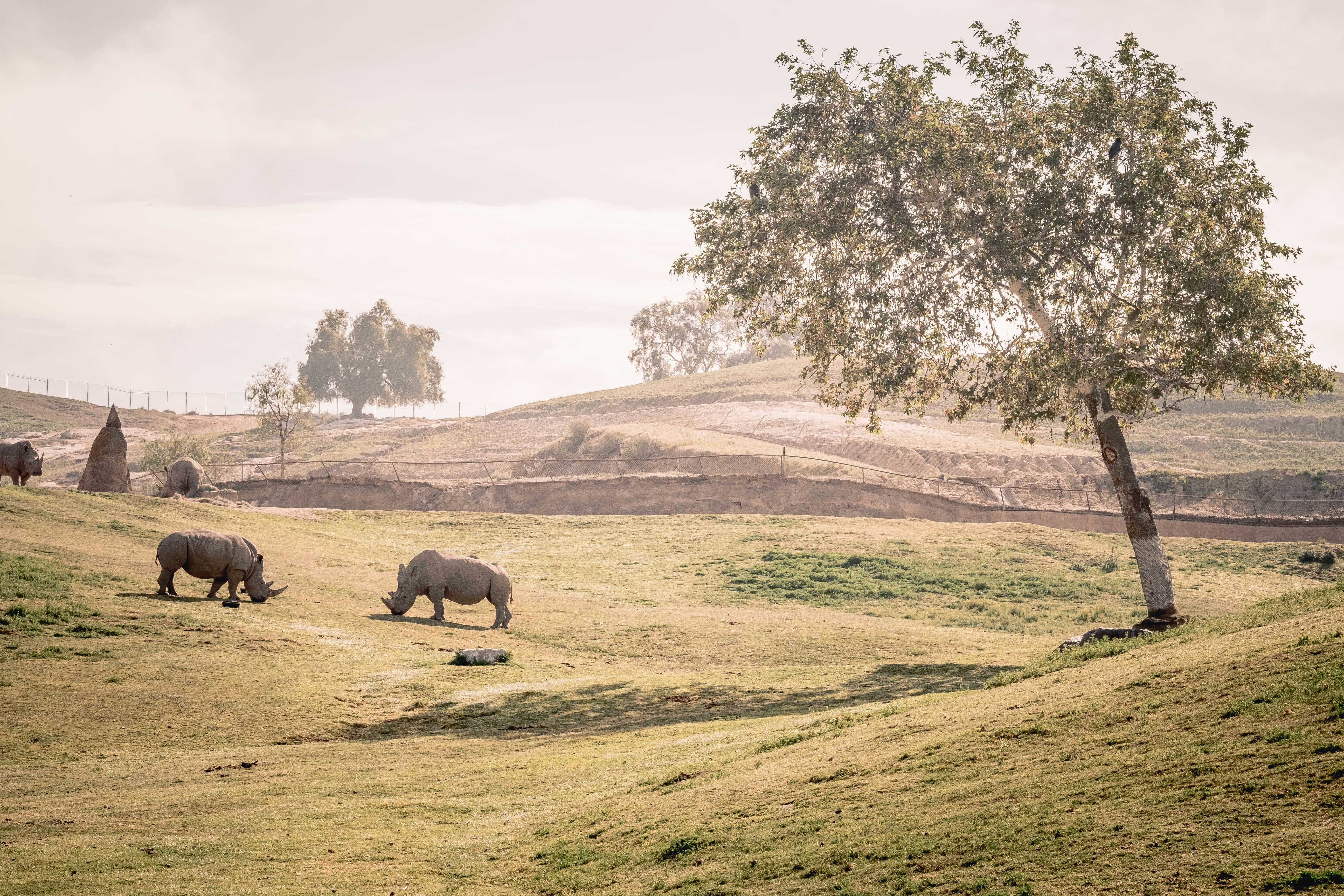 Three Rhinos Grazing by a Leaning Tree on a Sunlit Savanna