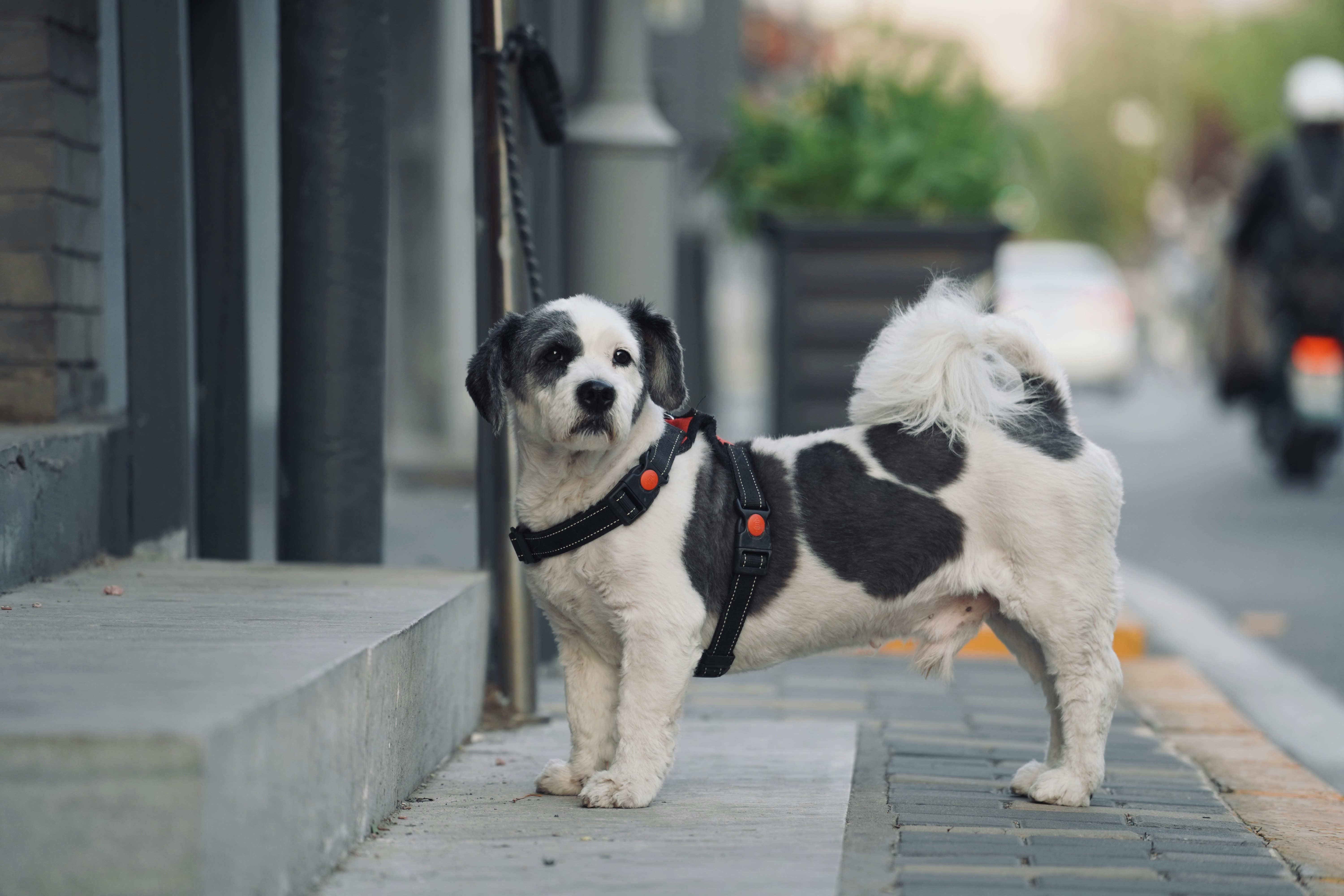 A dog stands on the curb, looking ahead. photo – Free Dog Image on Unsplash