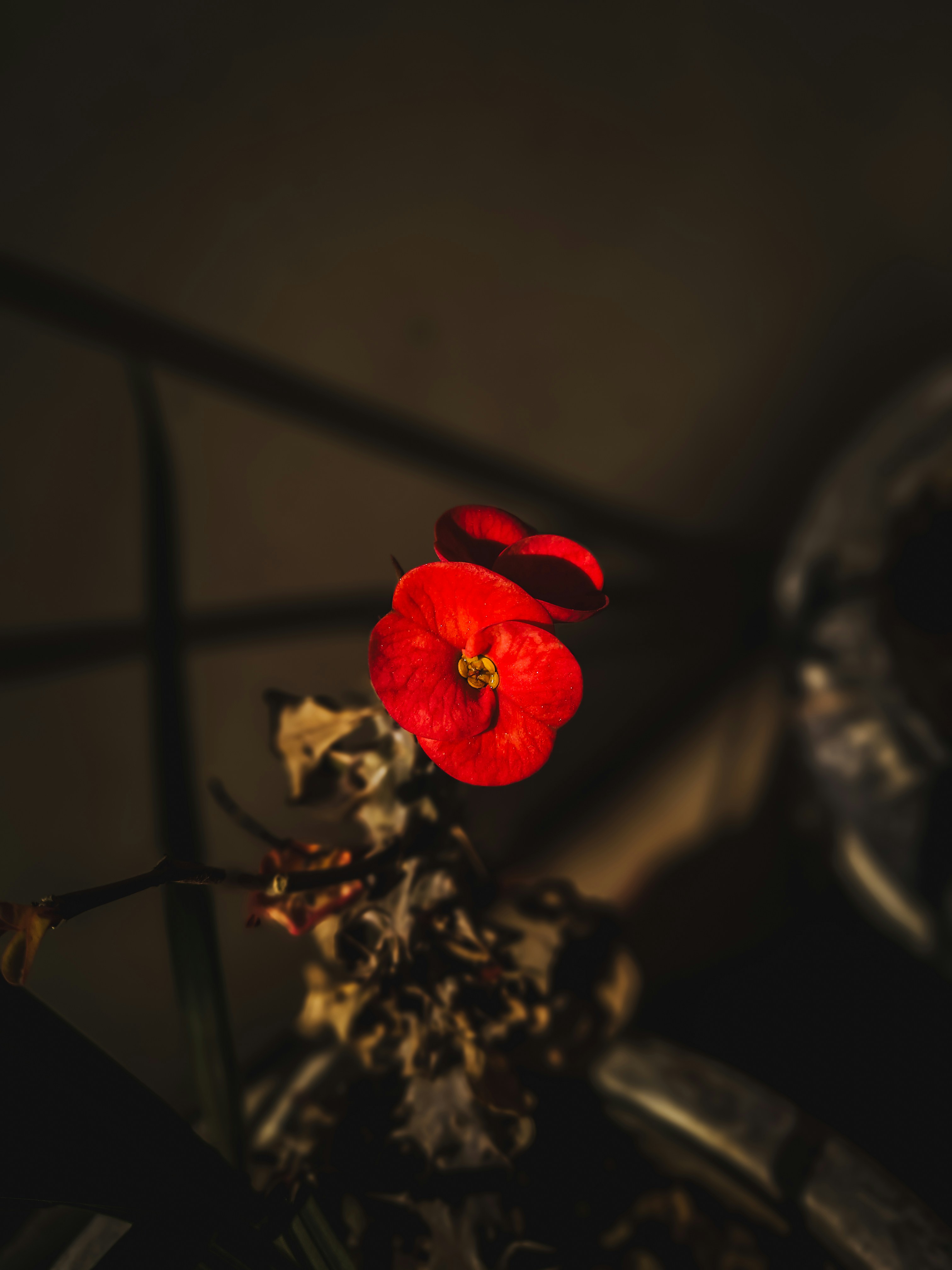 Close-up photograph of a red flower bathed in warm, low light, with a shallow depth of field isolating the bloom against a dark, blurred background.