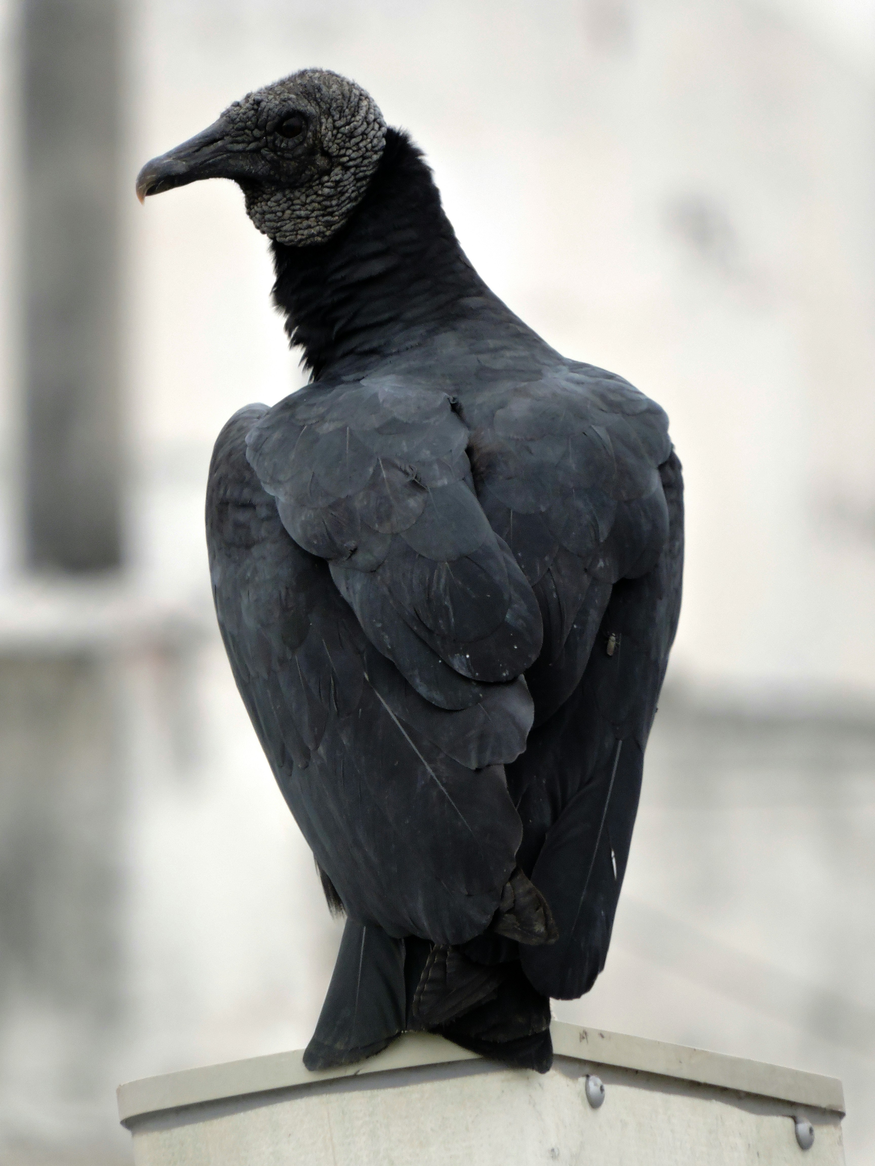 A black vulture perched on a weathered ledge, its textured neck and plumage set against a softly blurred background.