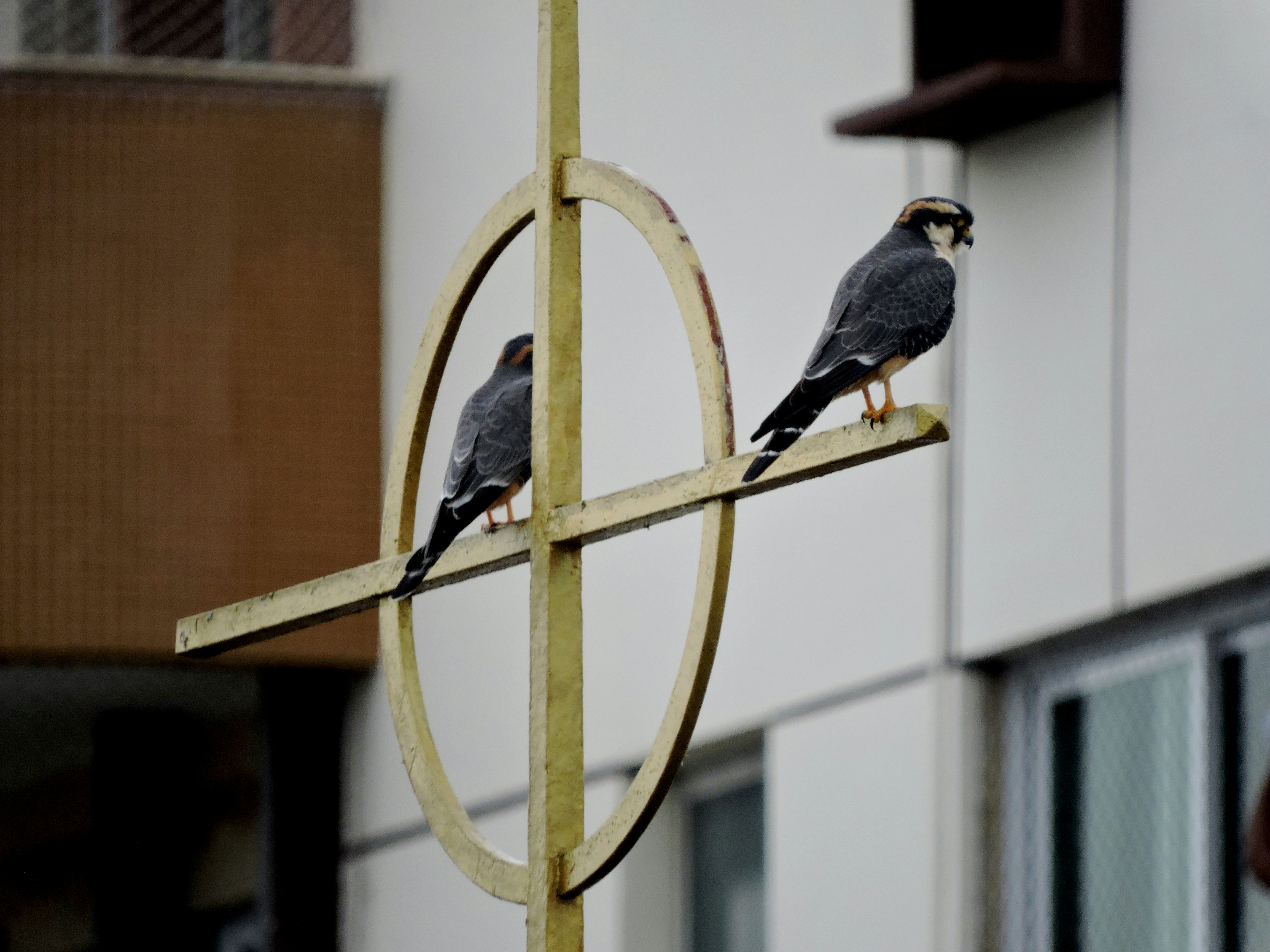Urban Ring Perch: Two Birds Framing a Quiet City Moment