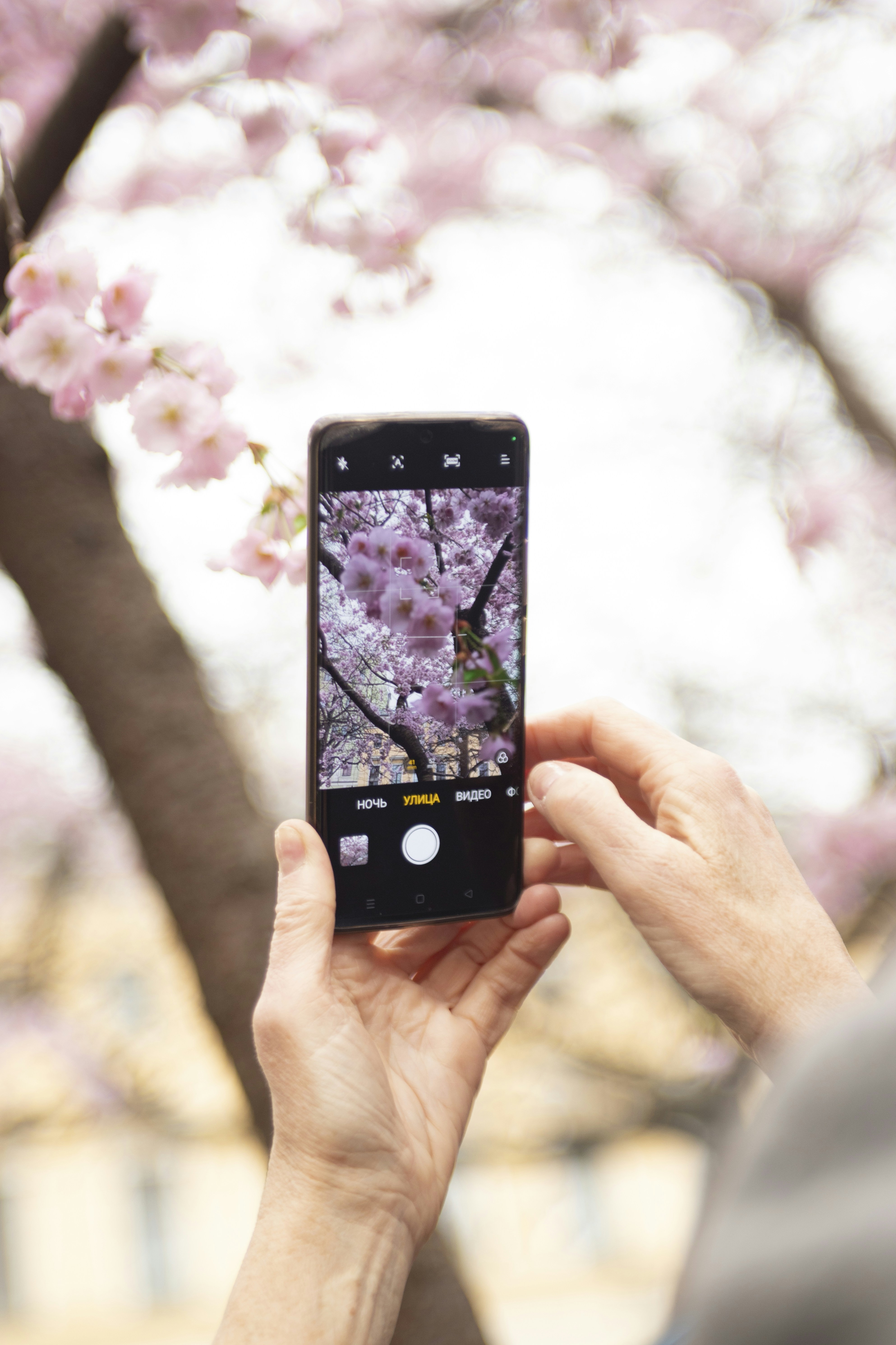Framed in Pink: Cherry Blossoms Through a Handheld Viewfinder