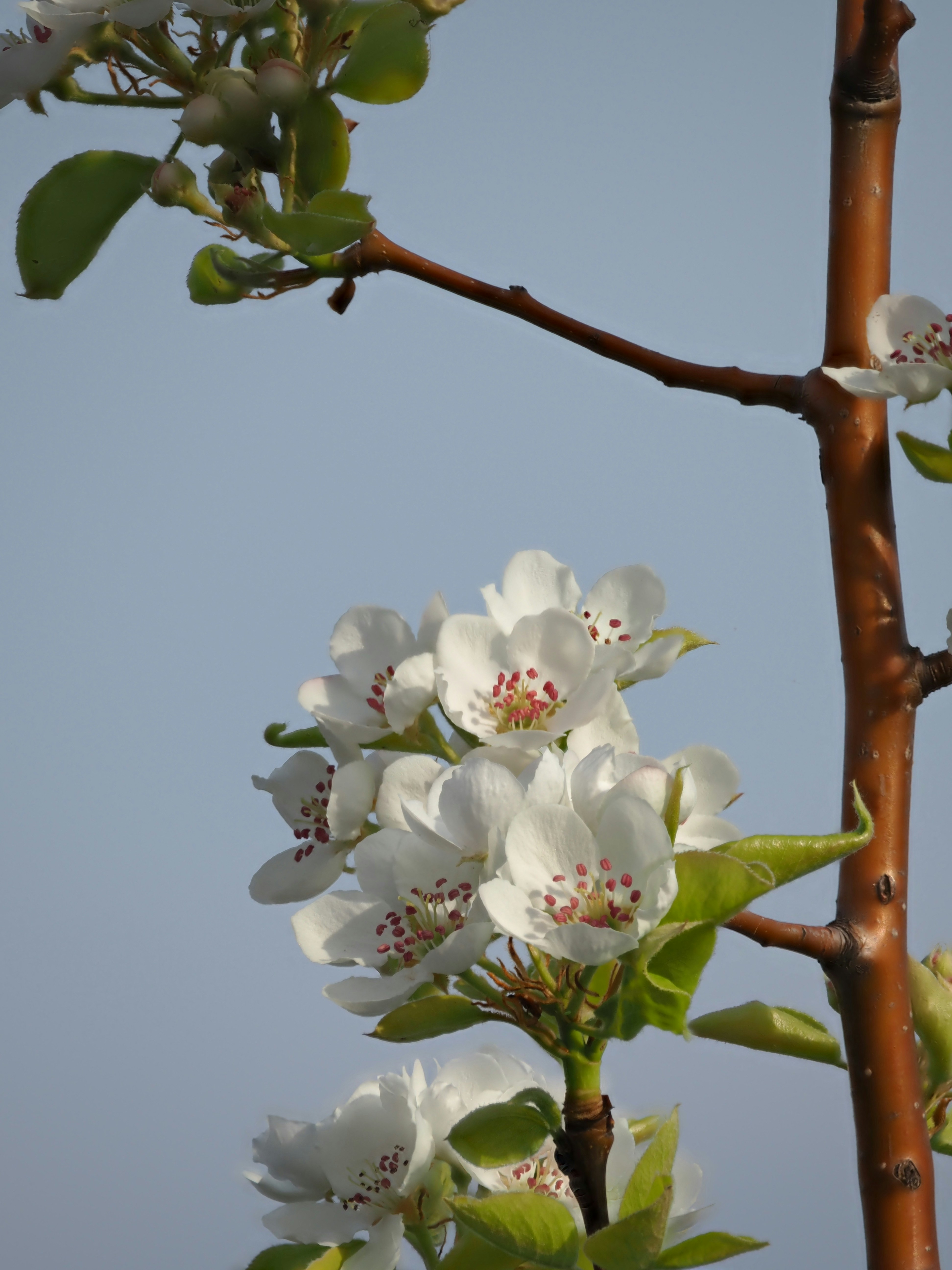 Tender White Clusters on a Bare Branch Against a Quiet Sky