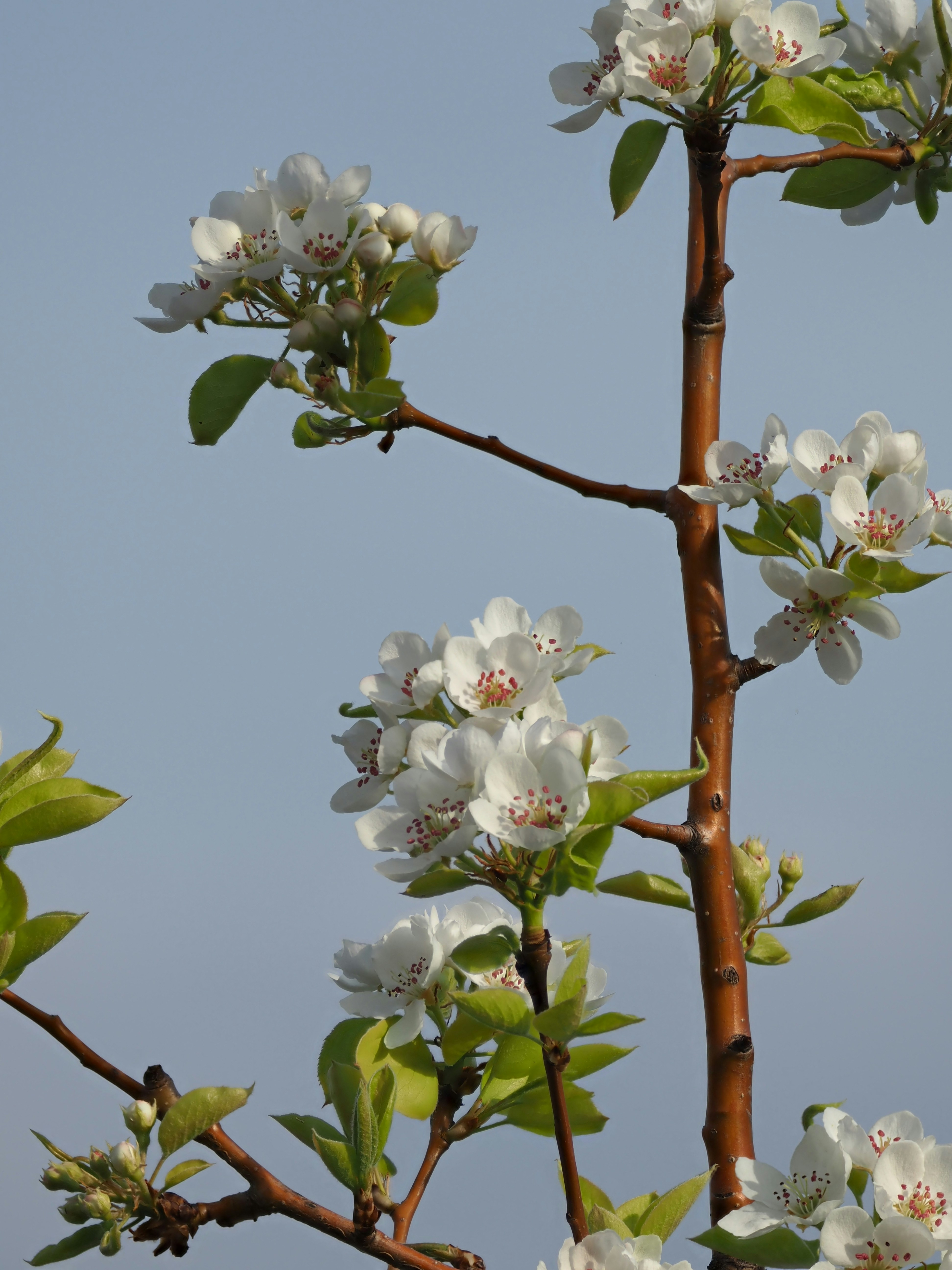 Copper-Barked Blooms: White Petals Framed by Sky