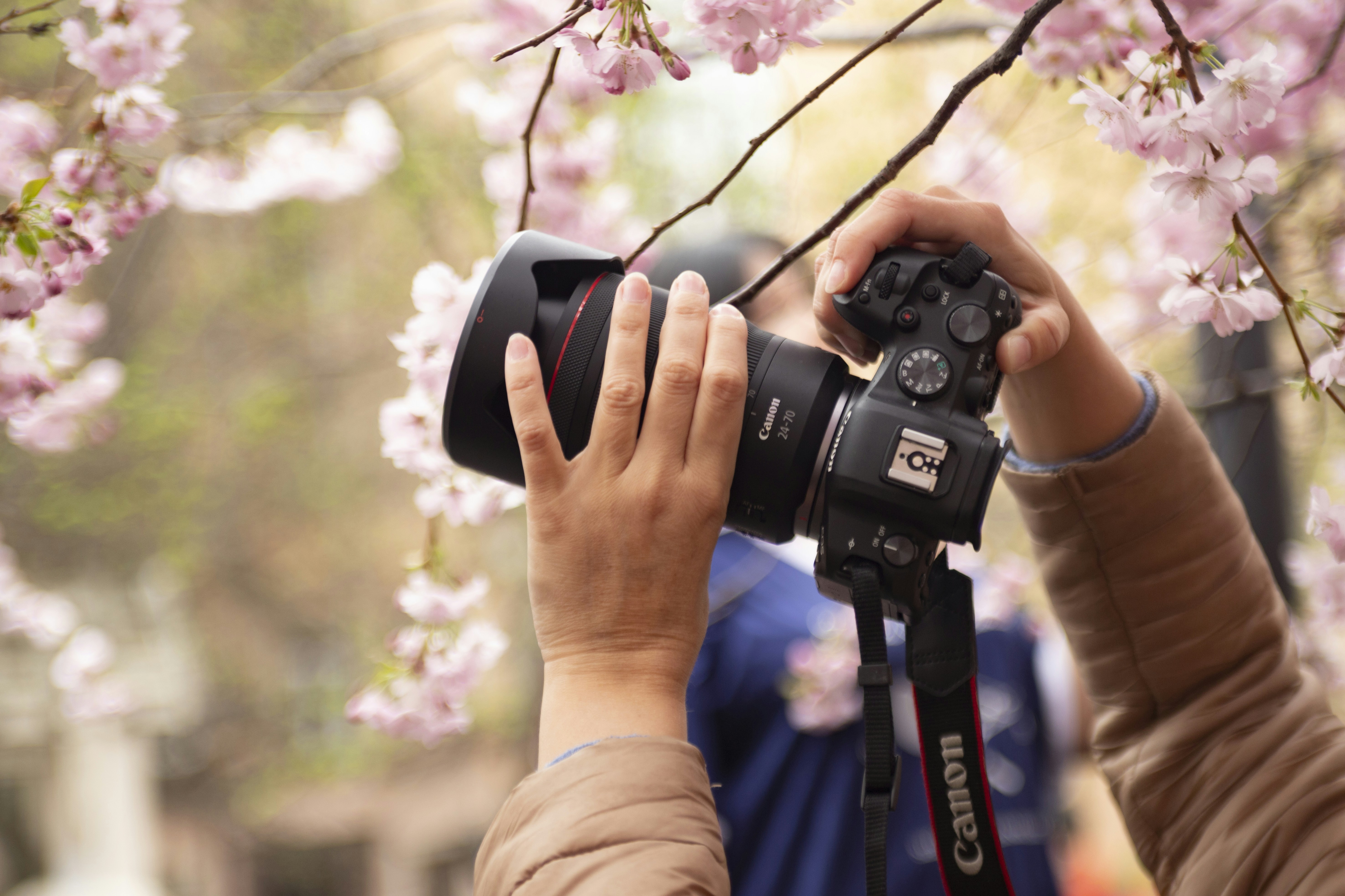 Hands and Lens: Capturing Spring's Cherry Blossom Moment with a Canon