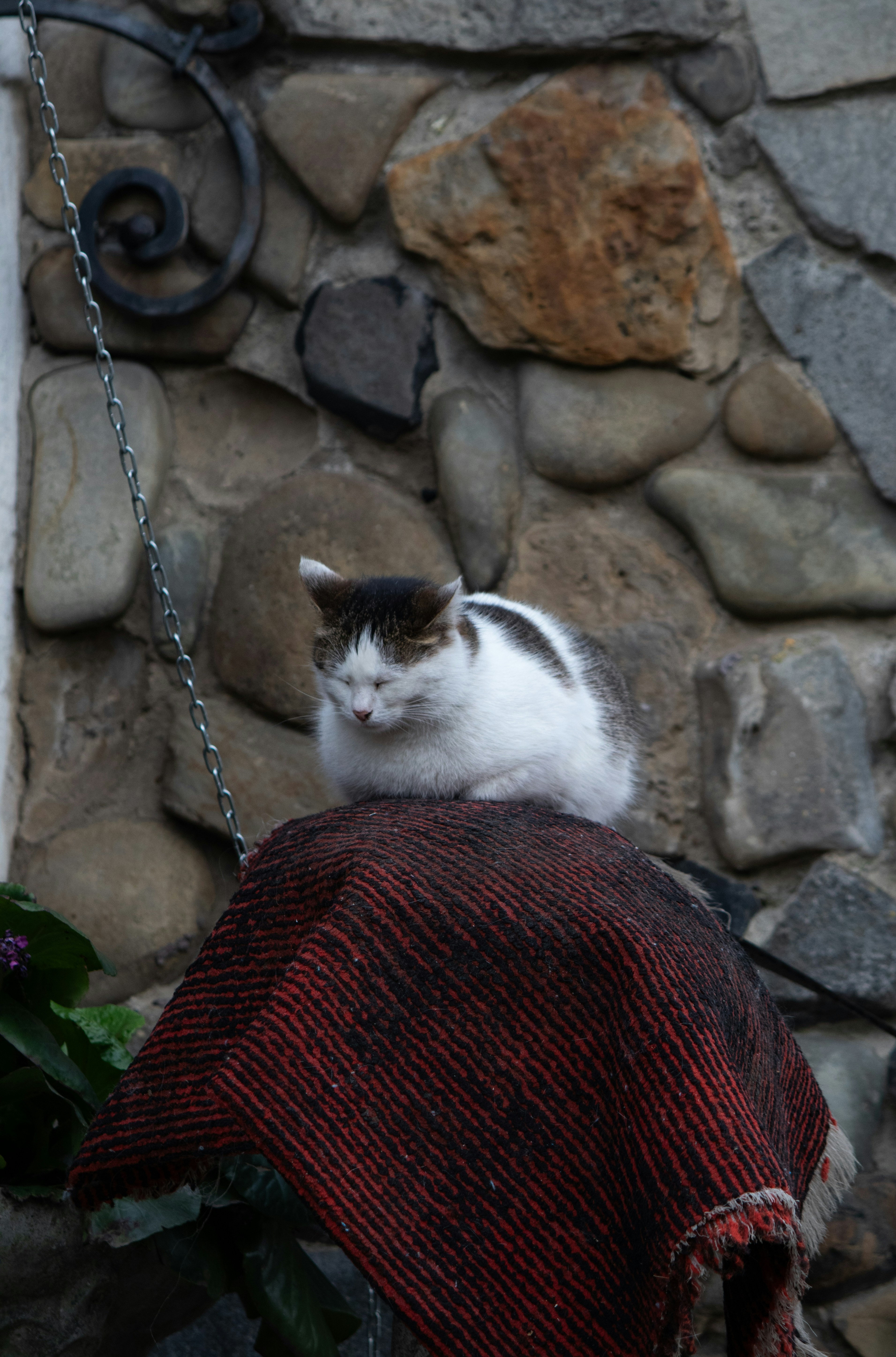 Silence on Red Wool: a cat at rest against a rugged stone wall