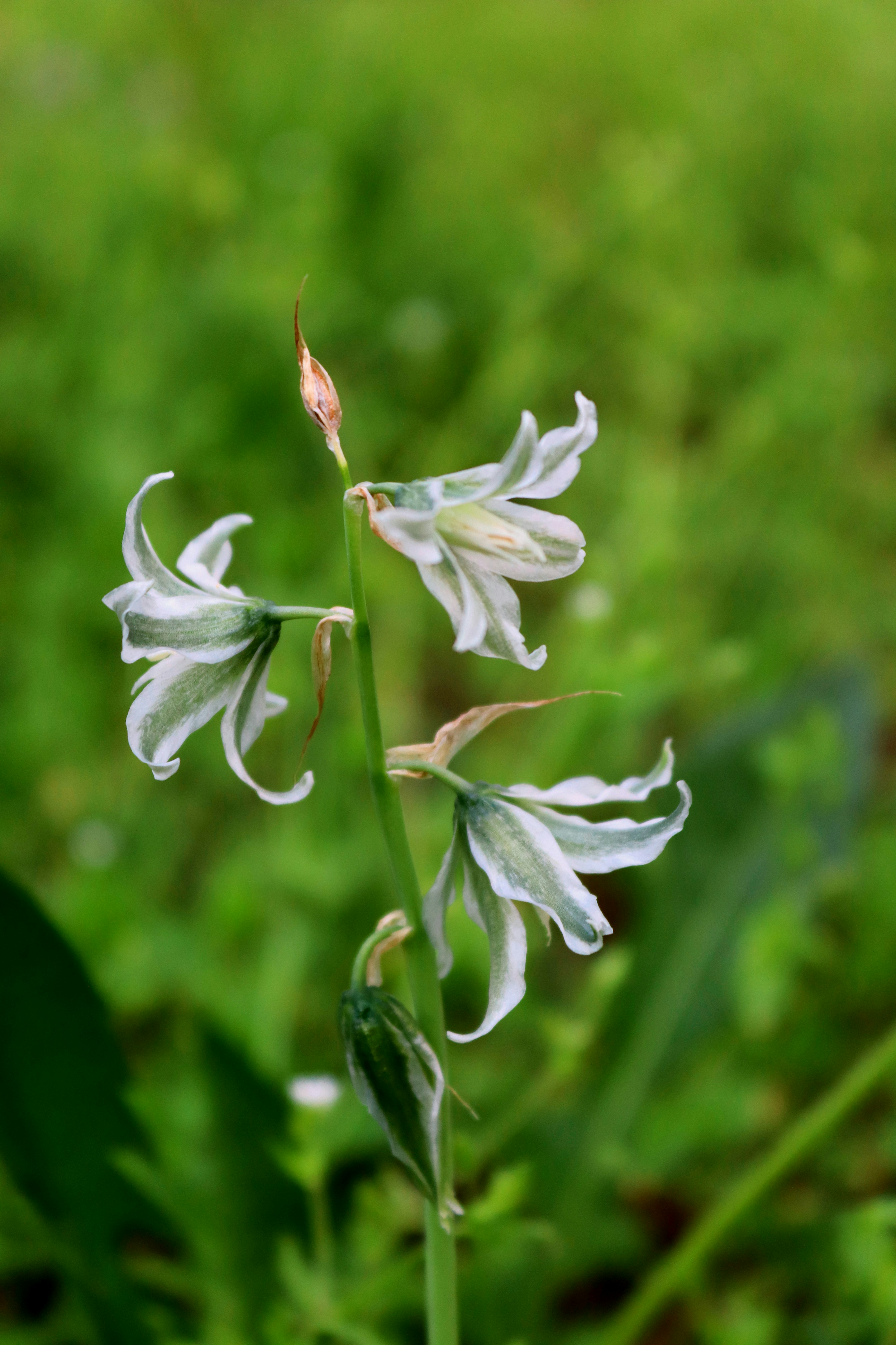 Delicate white flowers bloom in a green meadow.