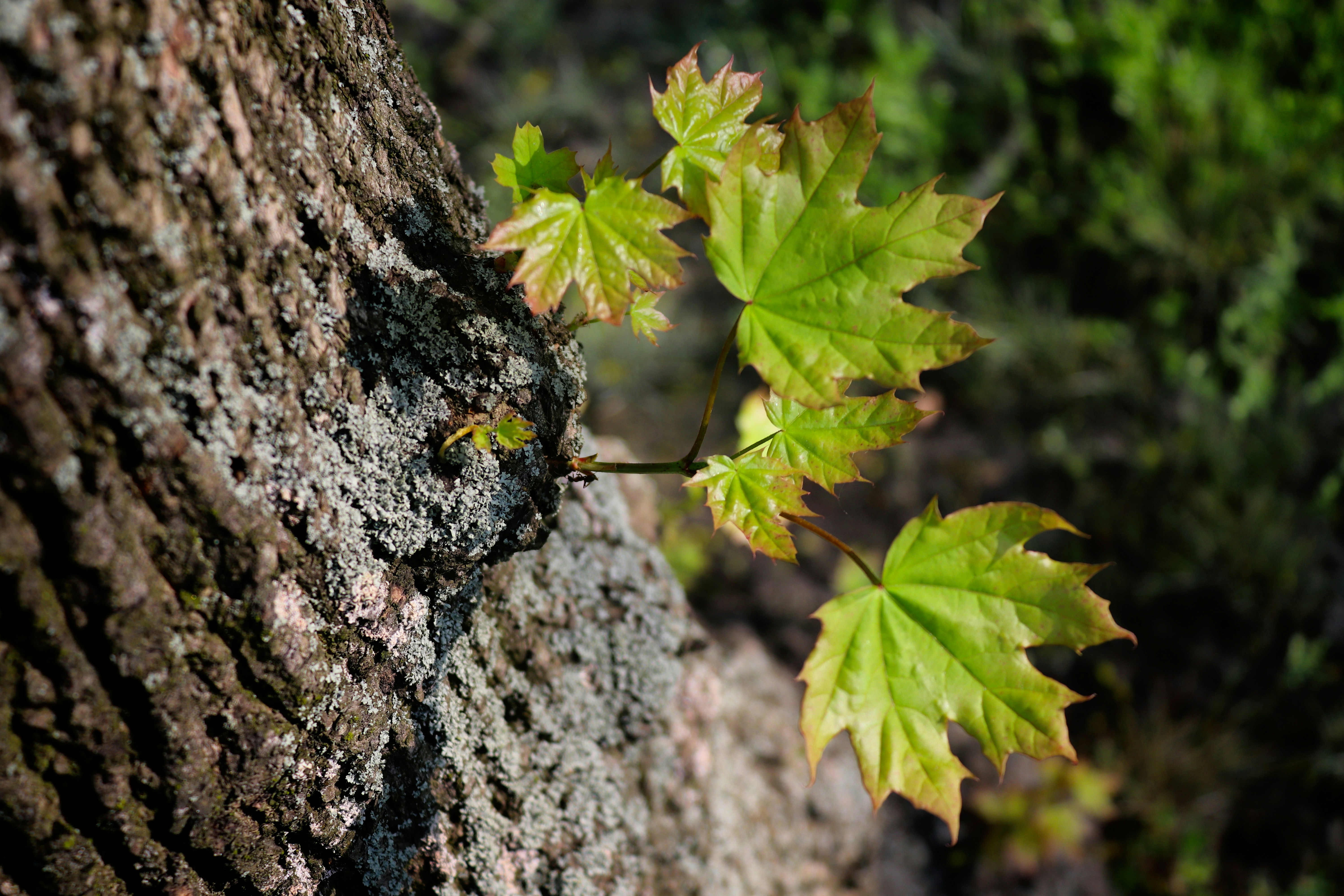 Photo by Julia Ly with Canon EOS 200D