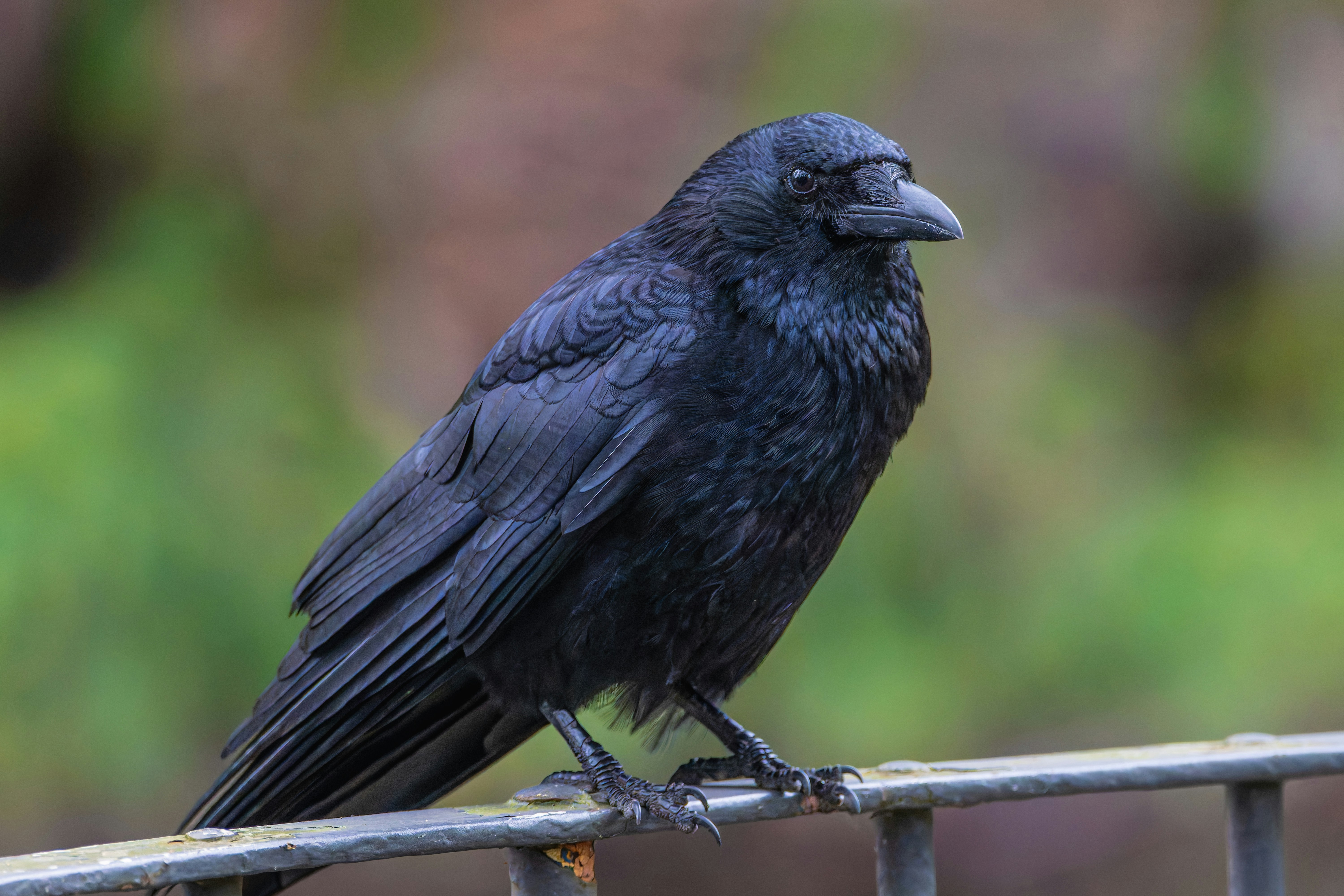 A crow perches on a metal fence. photo – Free Wild Image on Unsplash
