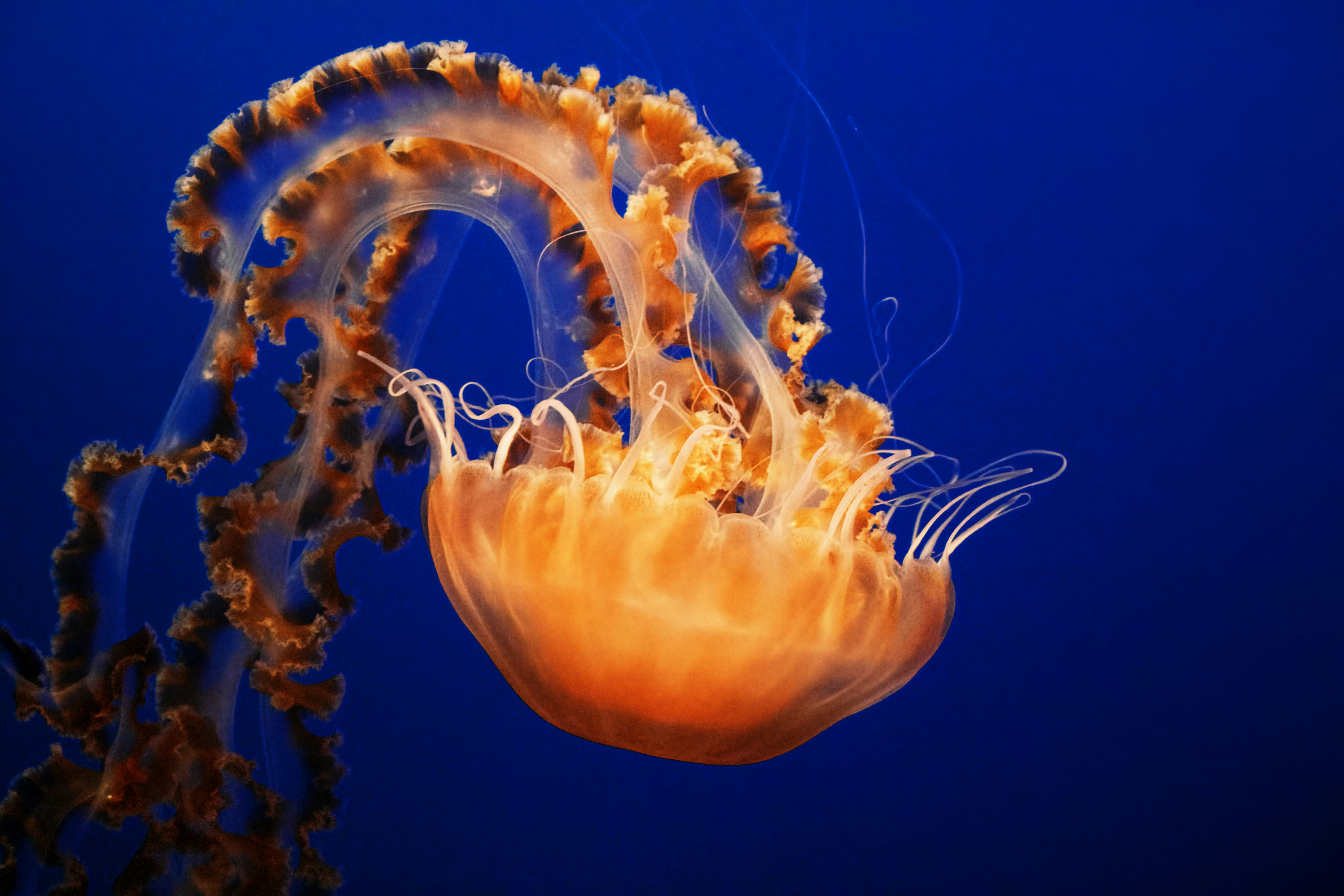 Orange jellyfish gliding gracefully against a deep blue ocean backdrop.
