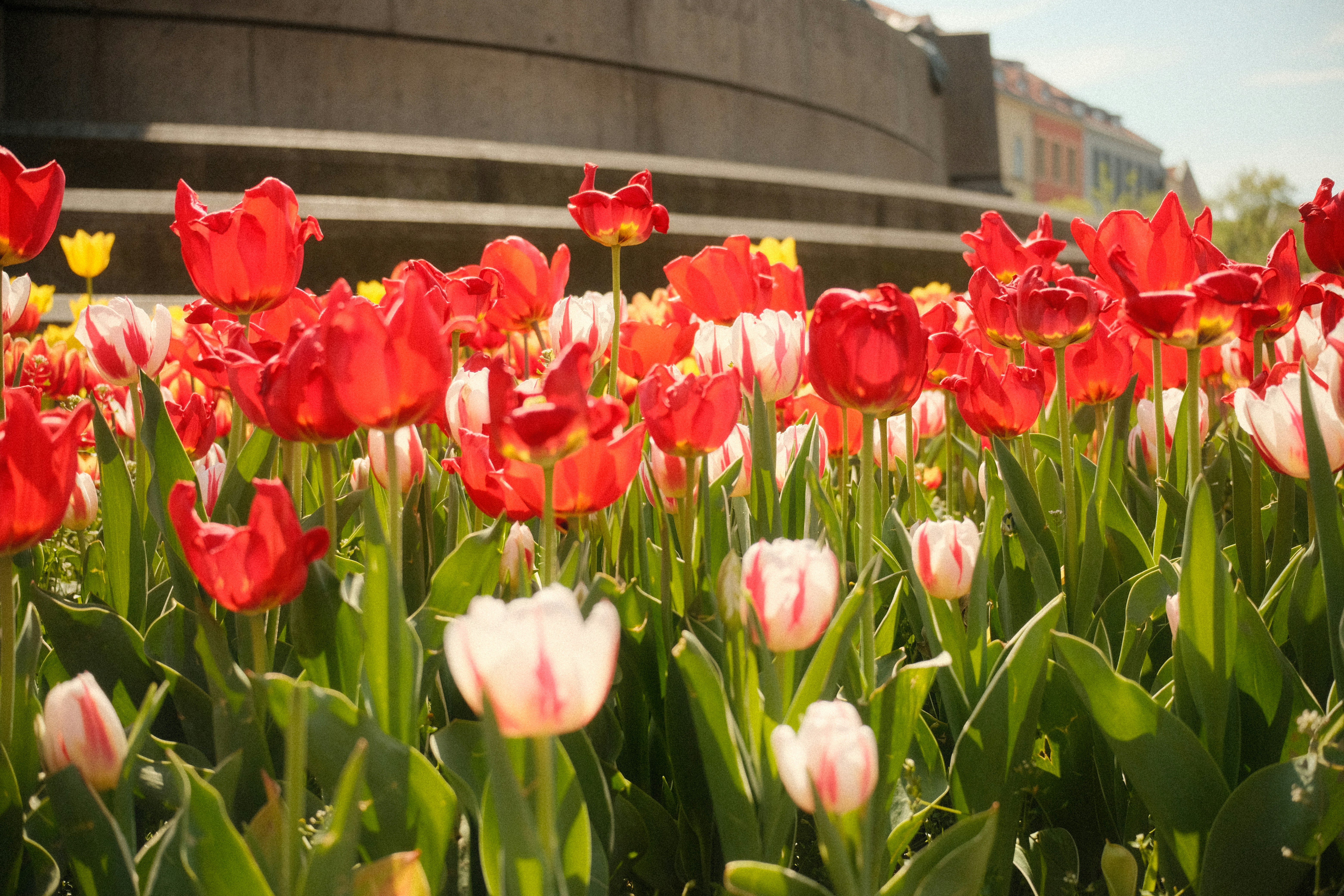 Red and white tulips bloom at the edge of a sunlit plaza