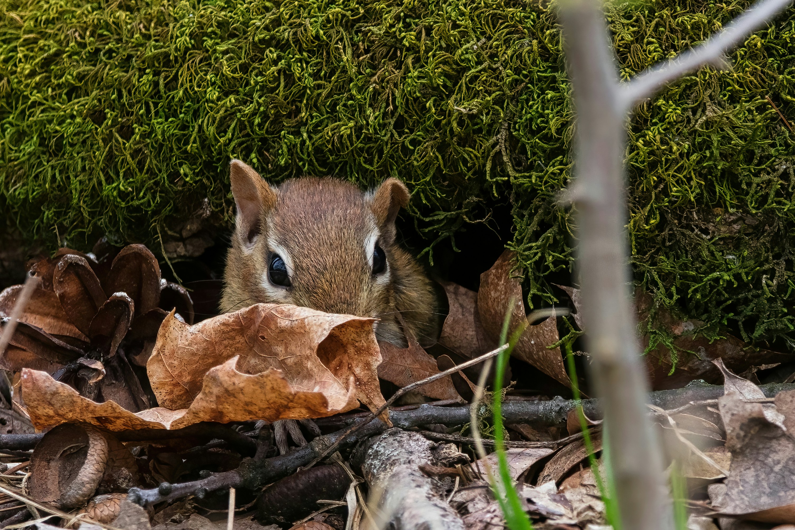 A chipmunk peeks out from its hiding spot. photo – Free Animal Image on ...