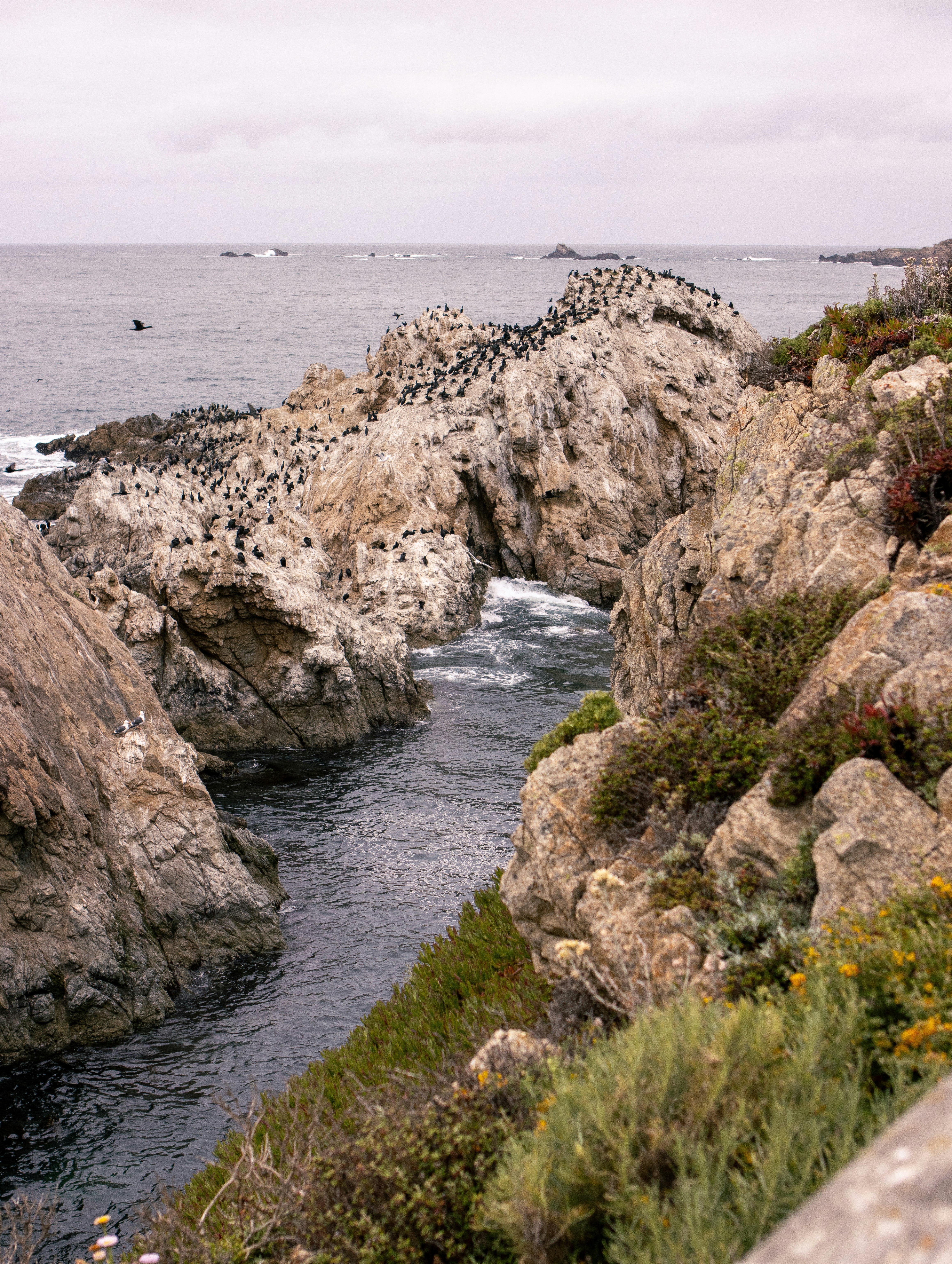 Harbor of Stone and Seabird Silence