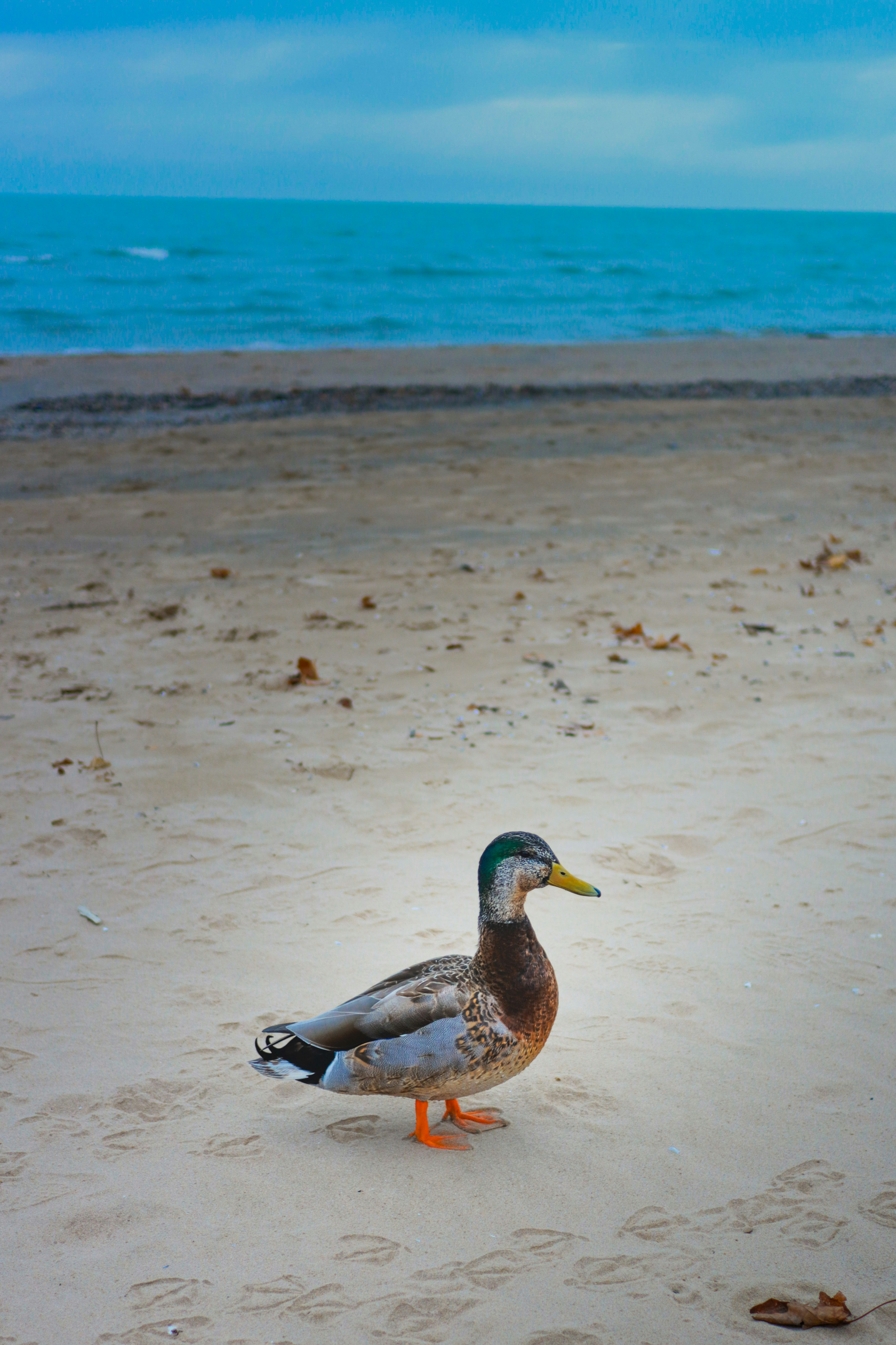 Mallard on a Sunlit Shore: A Quiet Beach Moment