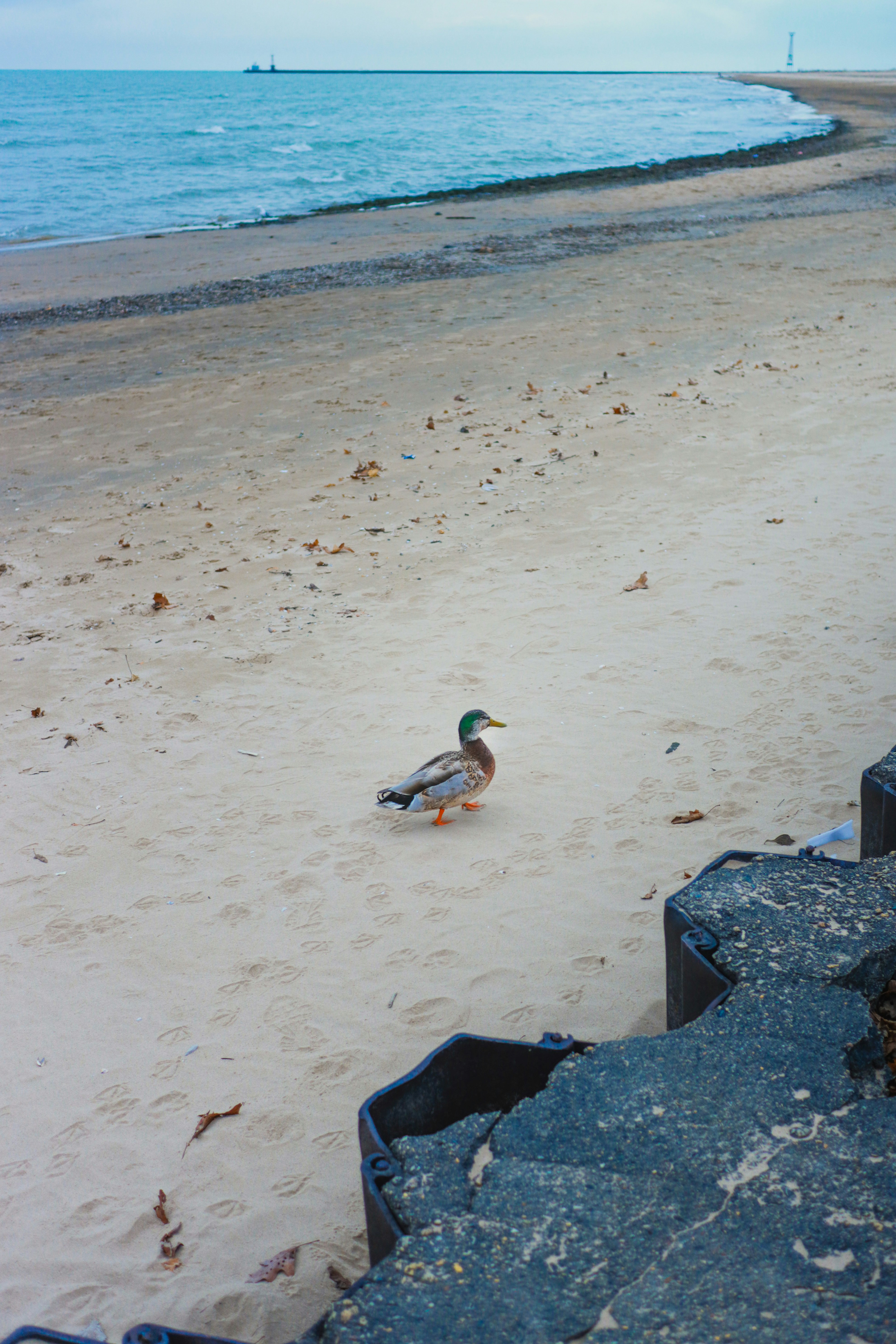 A duck walks on the sandy beach. photo – Free Sandy beach Image on Unsplash